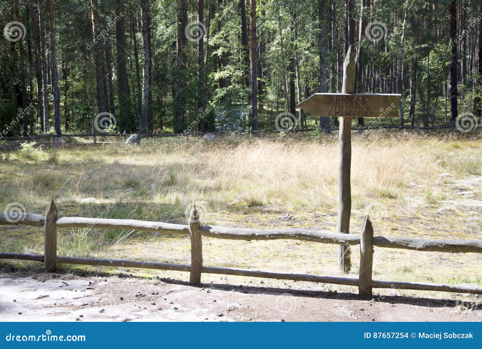Wooden Sign this Way in the Forest Stock Photo - Image of summer ...