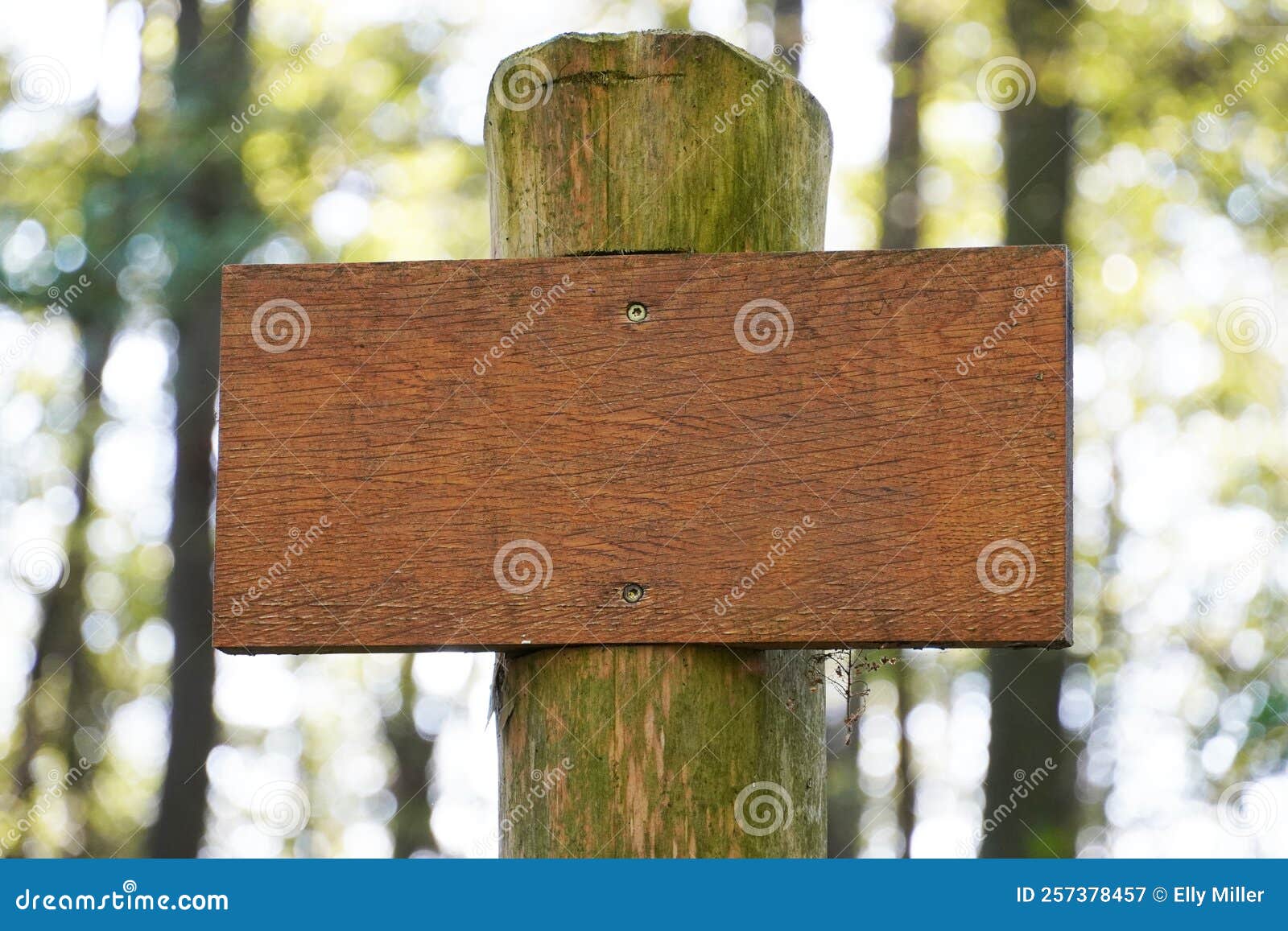 Wooden Signboard in the Forest. Blank. Stock Image - Image of signpost ...