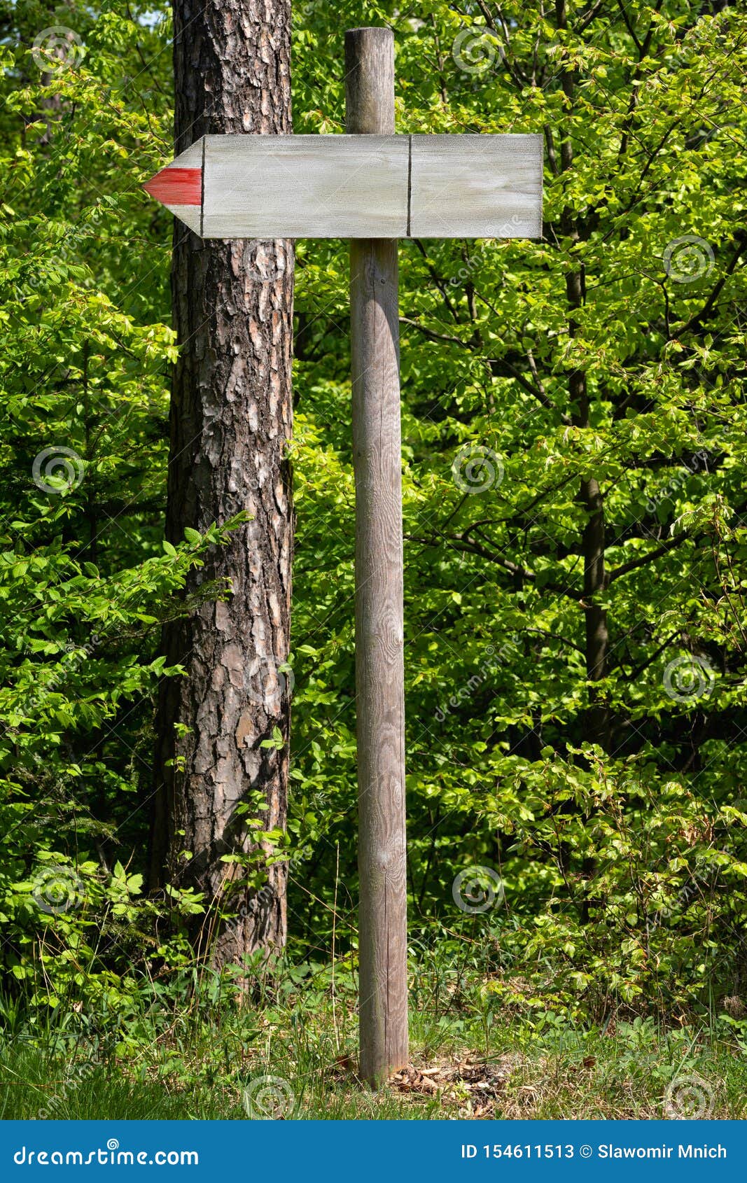 Wooden Signpost in the Forest 2 Stock Image - Image of green, road ...