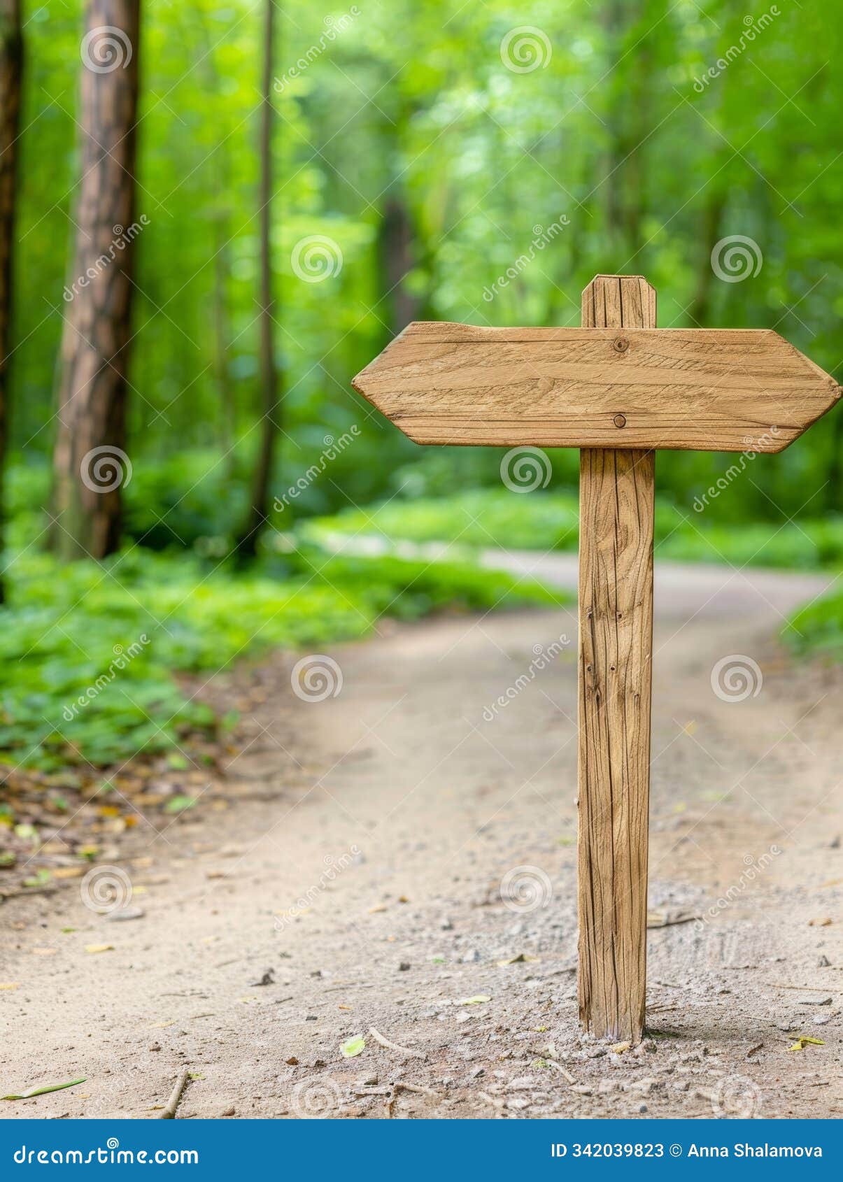 Wooden Signpost on Forest Path Surrounded by Lush Greenery. Stock Image ...