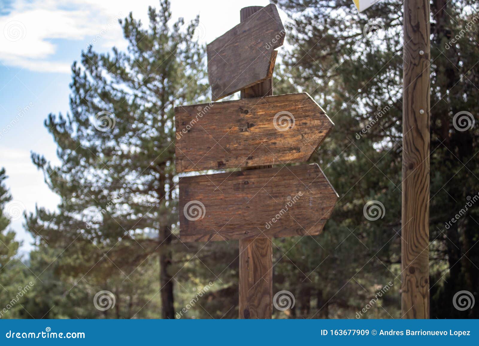 Wooden signs in the forest stock image. Image of hardwood - 163677909