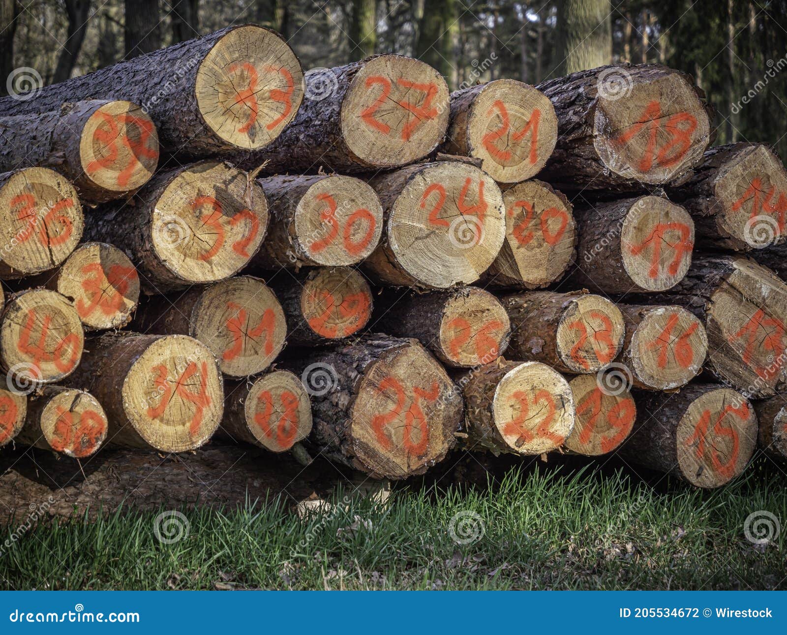Wood pile with numbers stock photo. Image of tree, nummern - 205534672