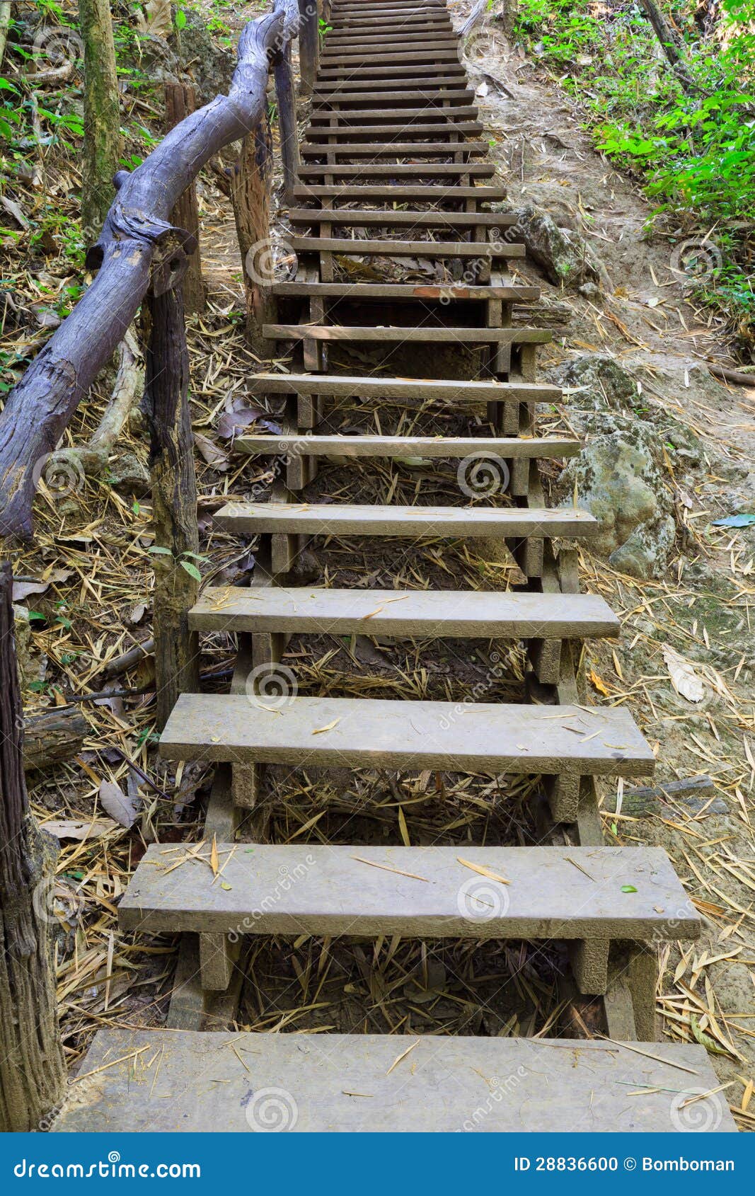 Wooden Stair in the Forest Trail Stock Photo - Image of outdoor ...