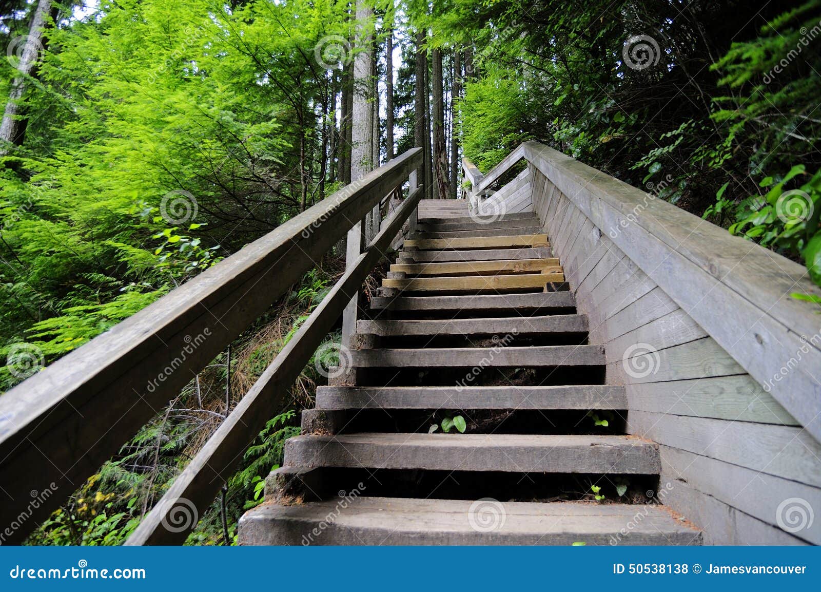 Wooden Staircase in the Forest Stock Photo - Image of tranquil, summer ...