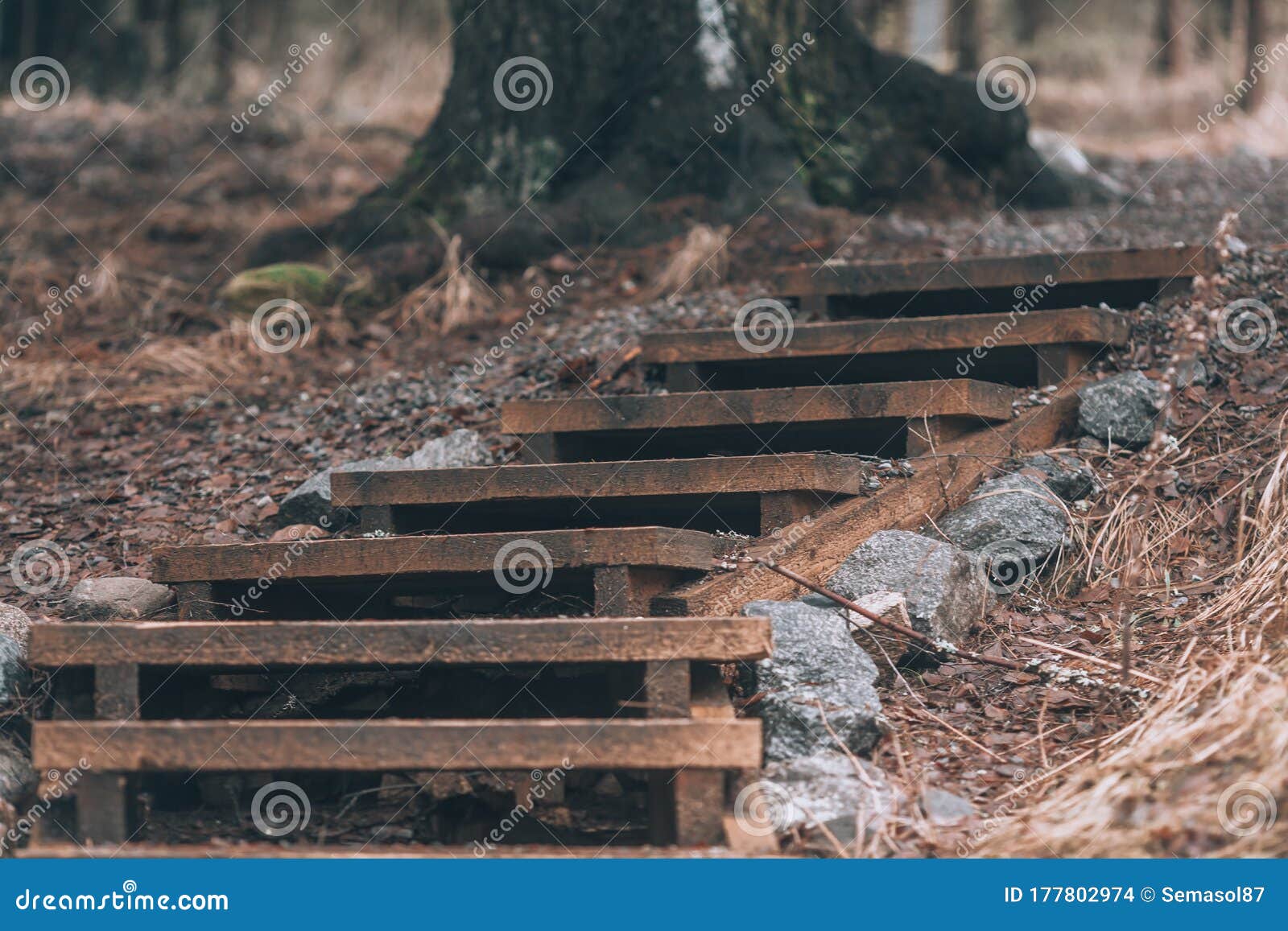 Wooden Staircase in the Forest. Forest Hiking Trail Stock Photo - Image ...