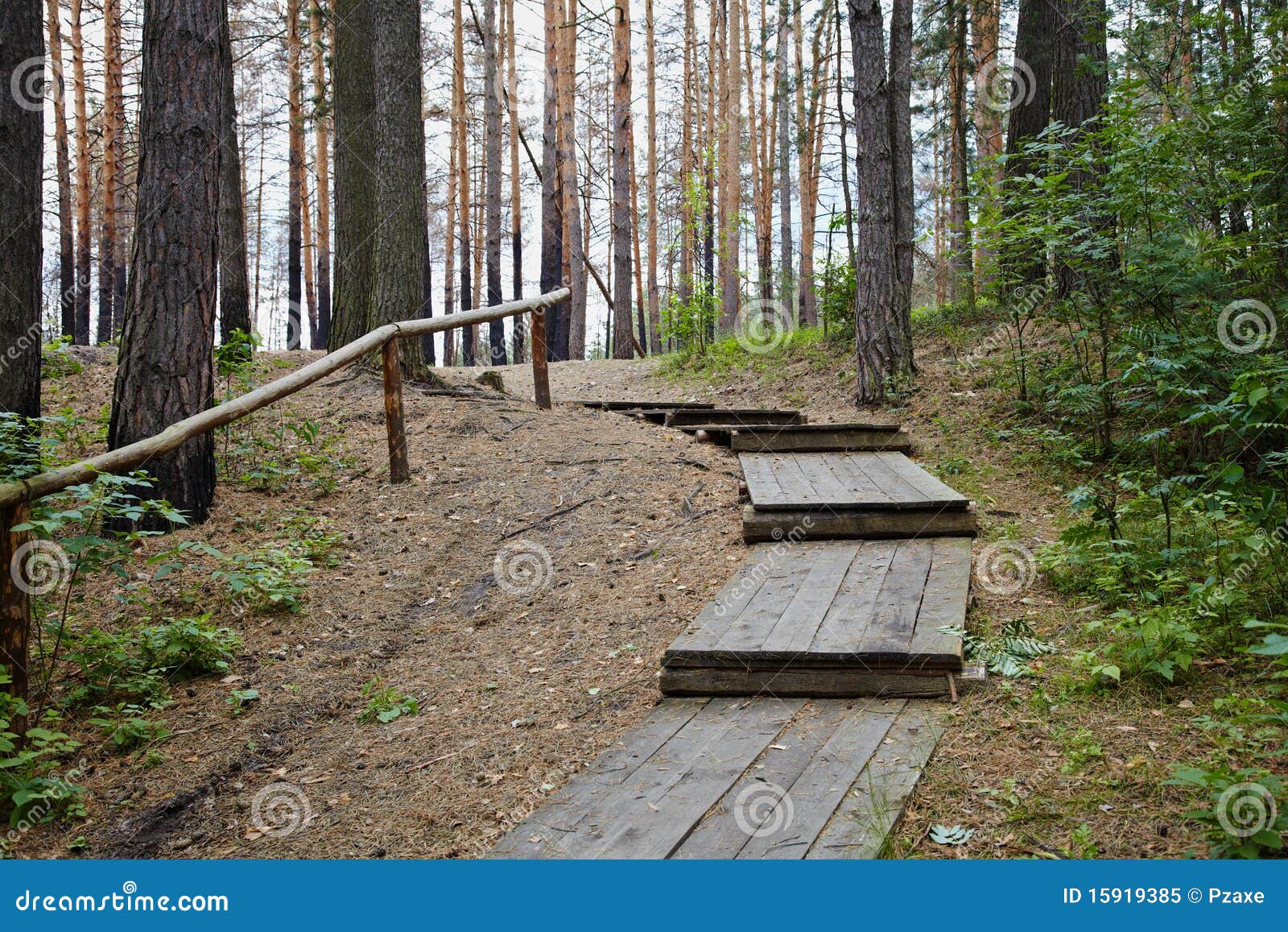 Wooden Staircase in Pine Forest Stock Image - Image of yellow, verdure ...