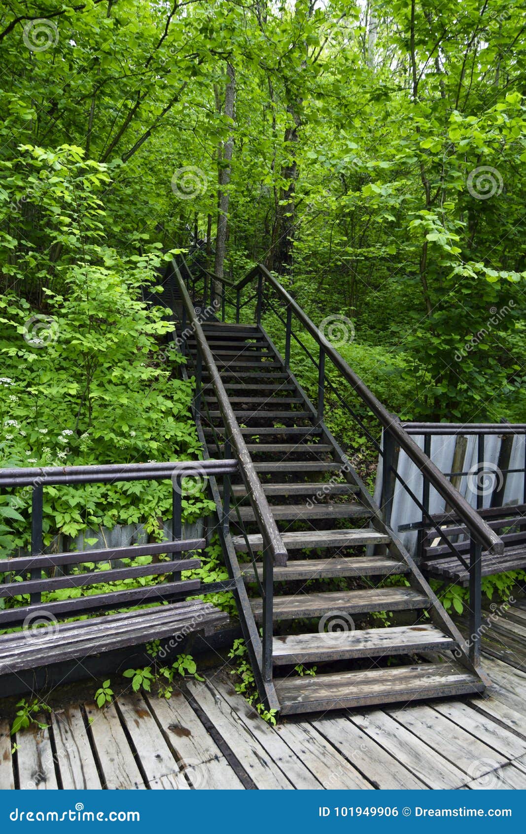 The stair in the forest stock photo. Image of stair - 101949906