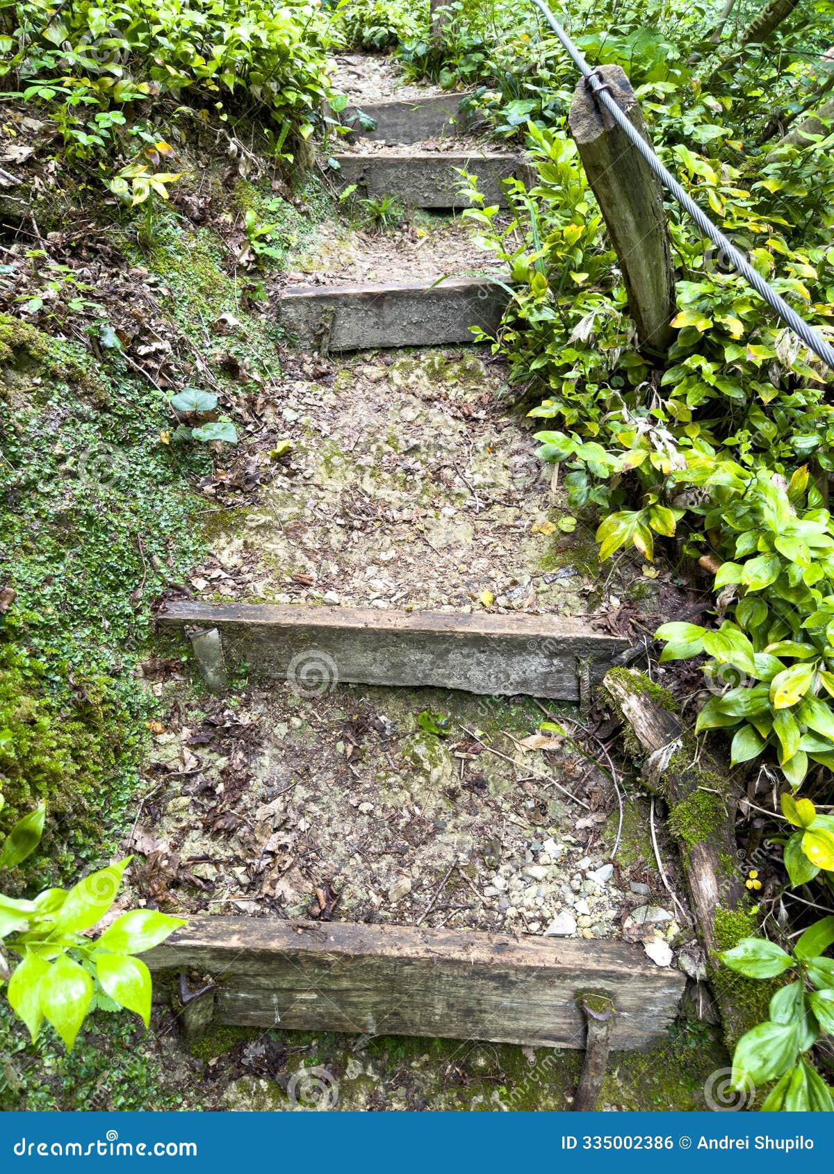 Wooden Stairs in the Forest in Summer Stock Photo - Image of stairs ...