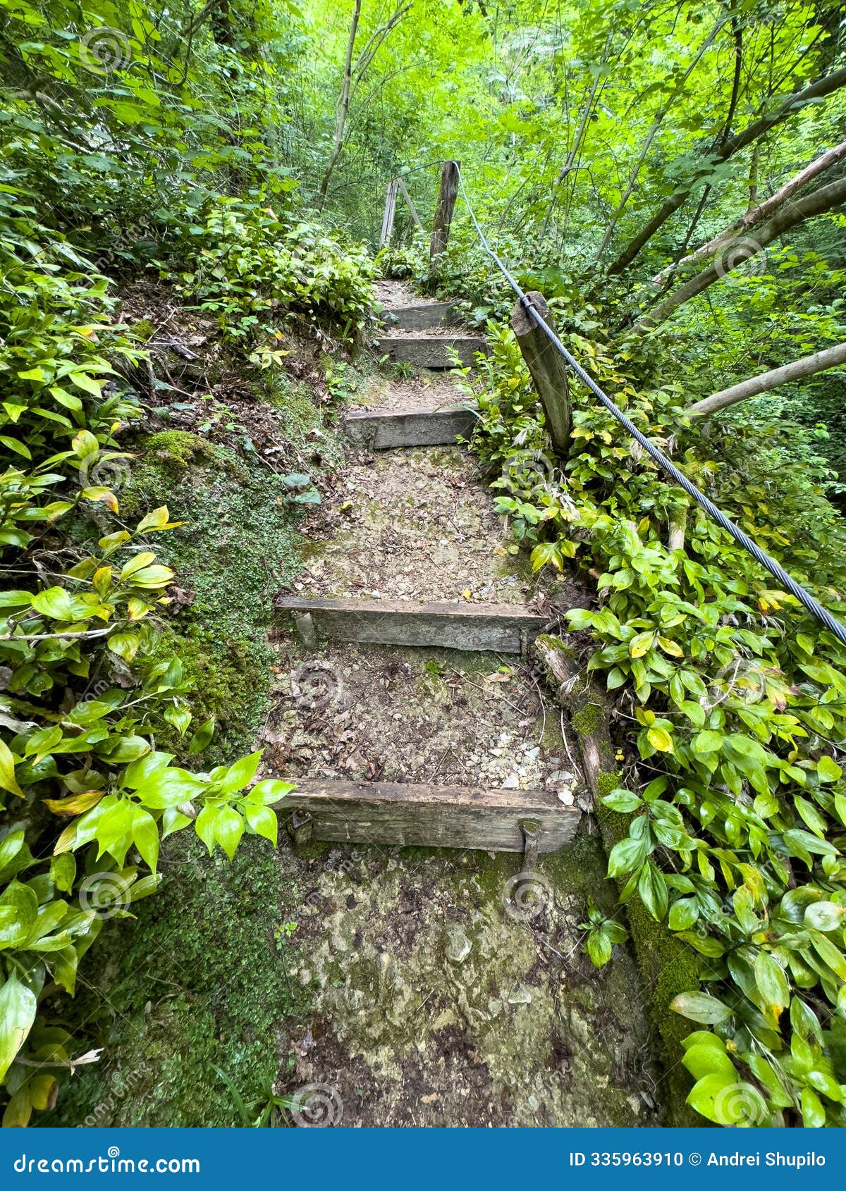 Wooden Stairs in the Forest in Summer Stock Photo - Image of outdoors ...