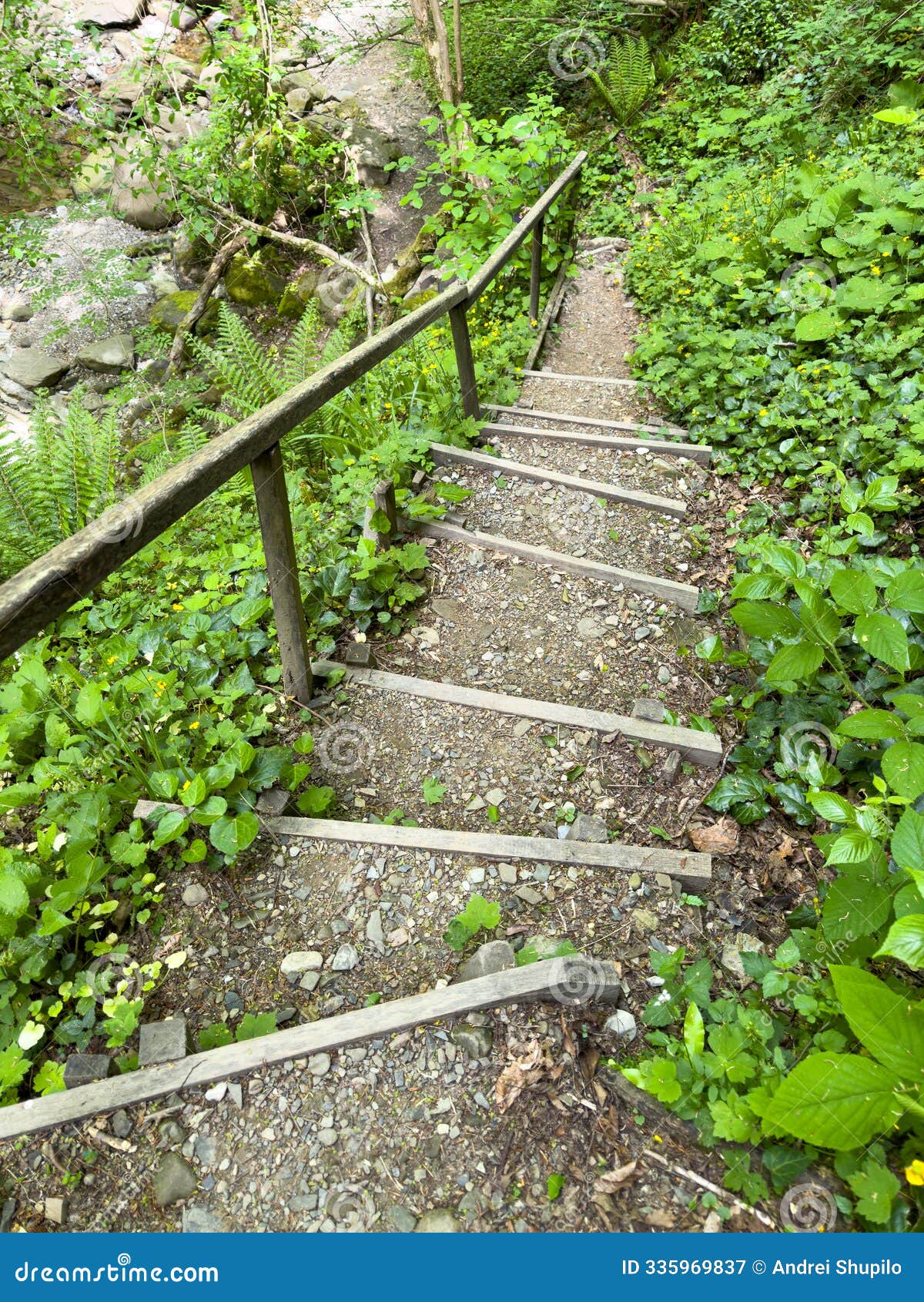 Wooden Stairs in the Forest in Summer Stock Image - Image of stairs ...