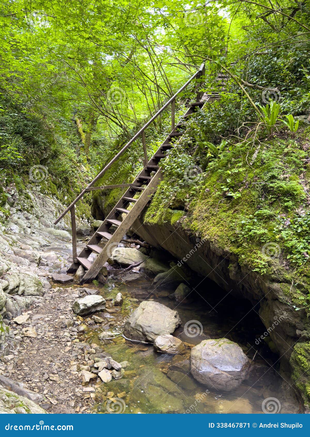 Wooden Stairs in the Forest in Summer Stock Image - Image of road ...
