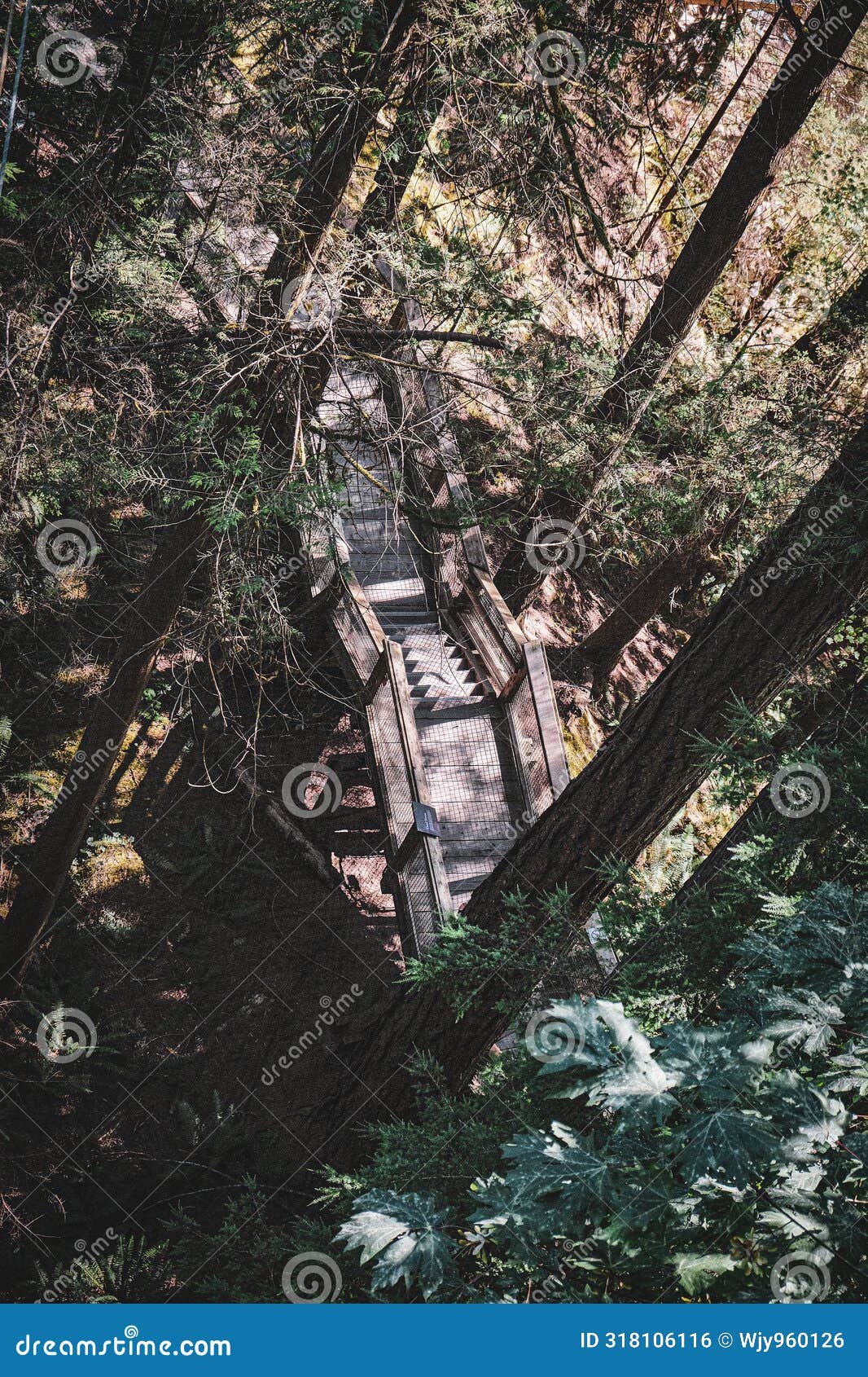 Wooden Stairs in the Forest Editorial Photo - Image of river ...