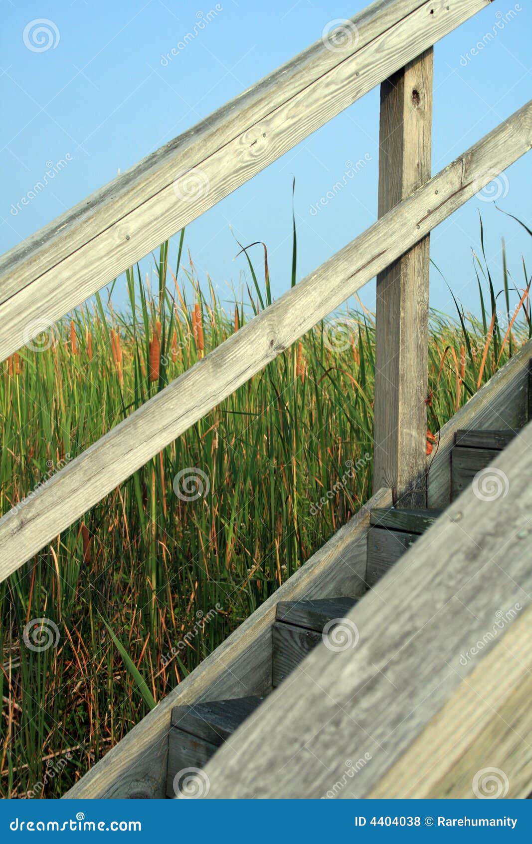Wooden Stairs in Front of Cat Tails Stock Photo - Image of coastline ...