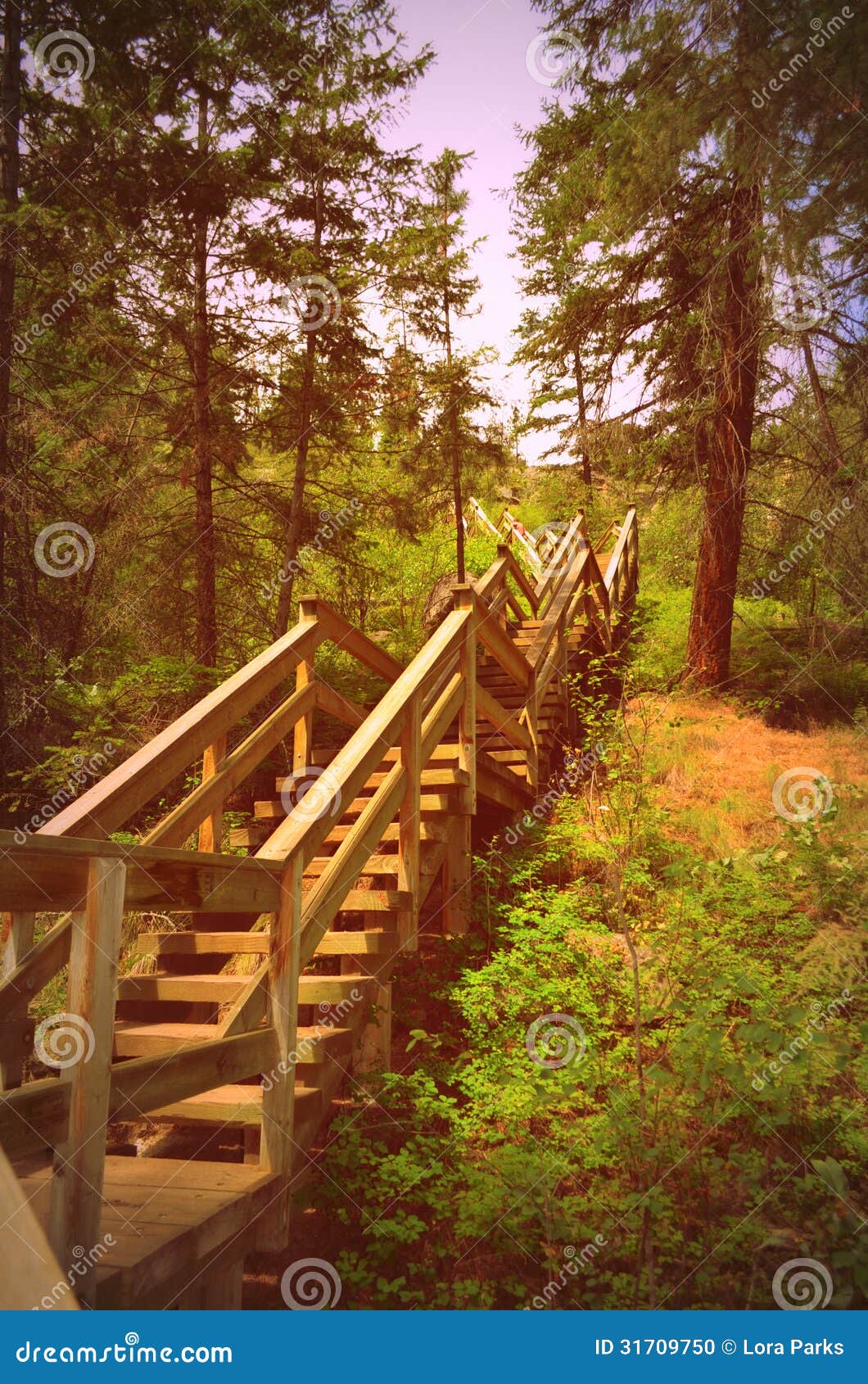 Wooden stairway in forest stock photo. Image of forested - 31709750