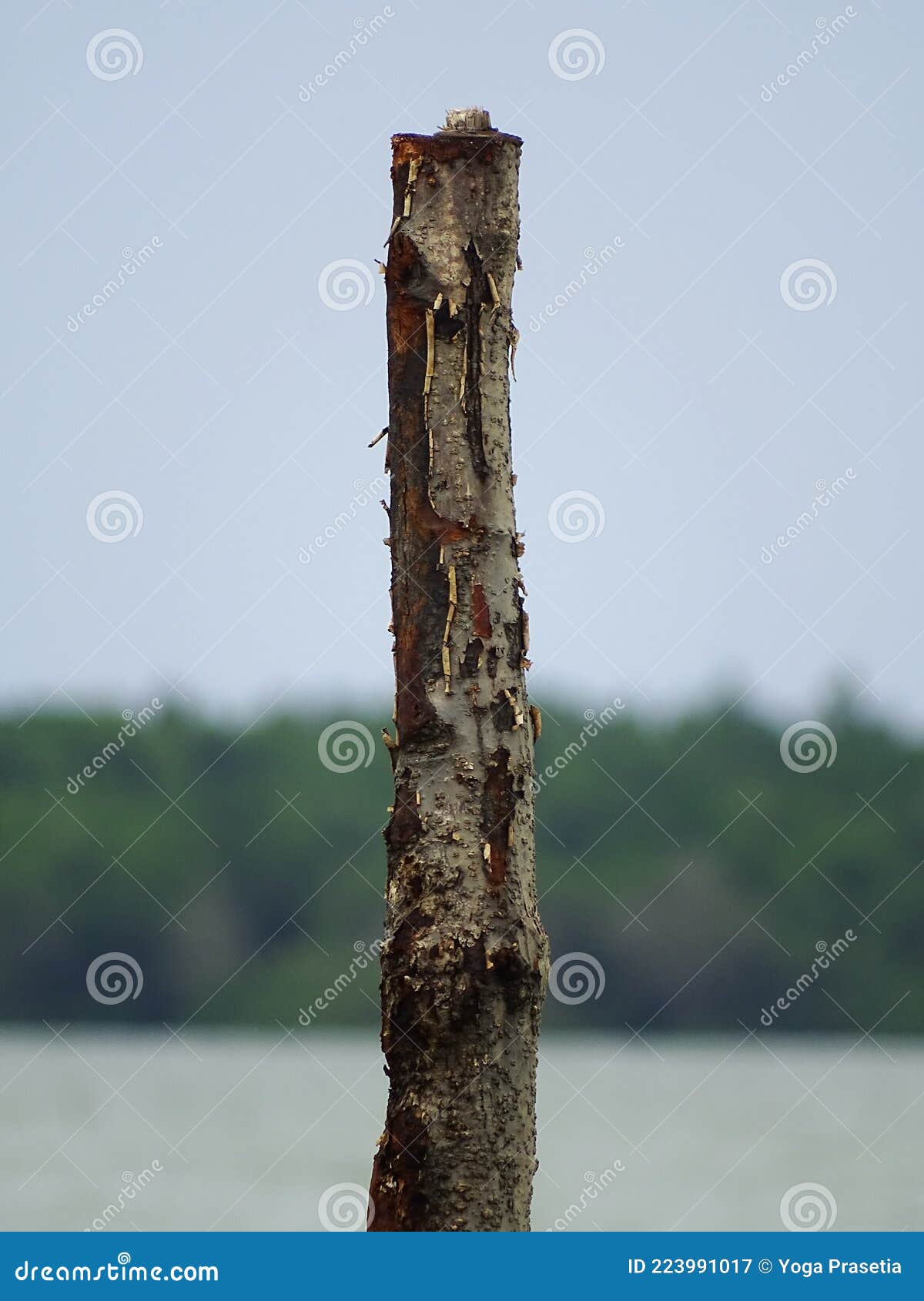 Wooden Stake Pole on Bayside Stock Image - Image of pole, wooden: 223991017
