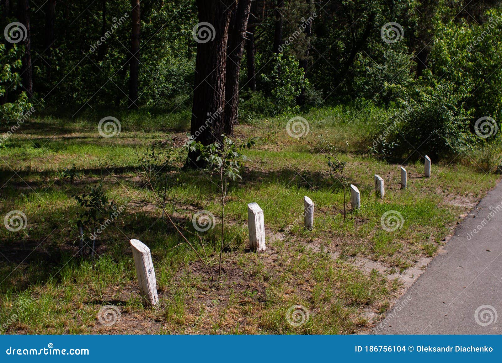 Wooden Stakes in the Ground Near the Forest Stock Photo - Image of dirt ...