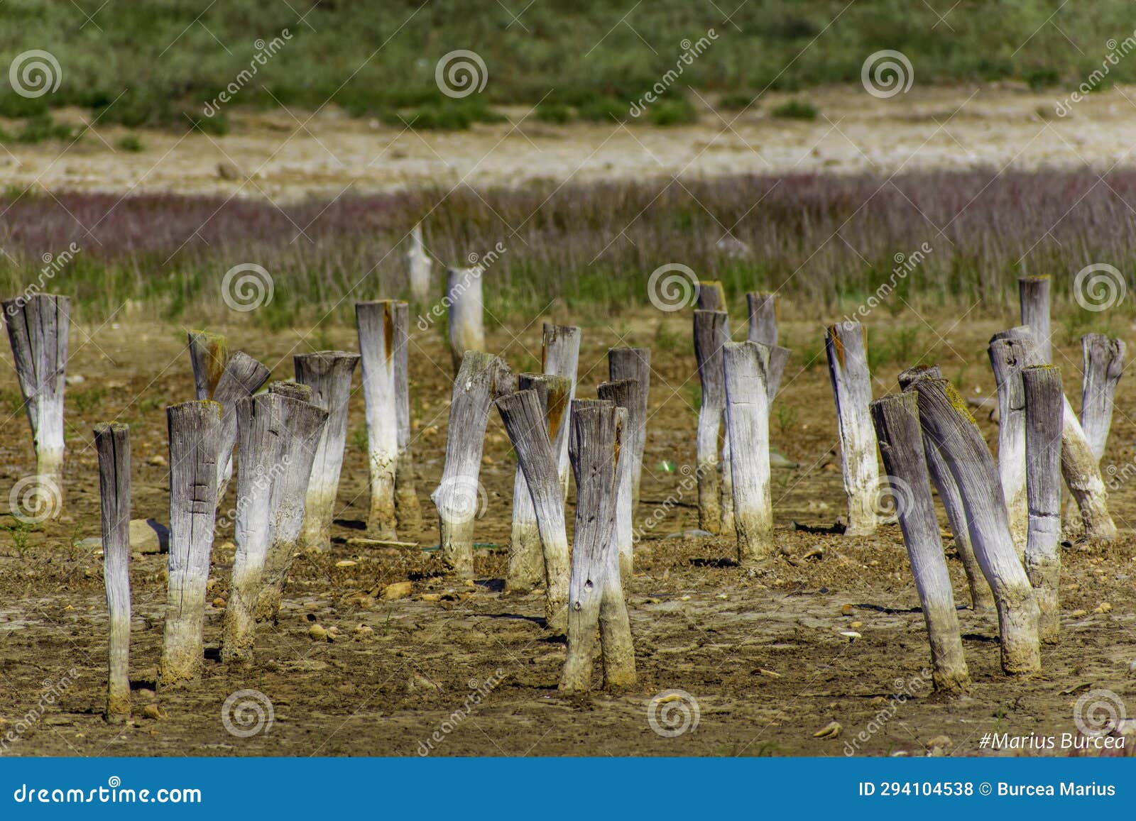 Wooden Stakes Stuck in the Ground Stock Photo - Image of surface, tree ...