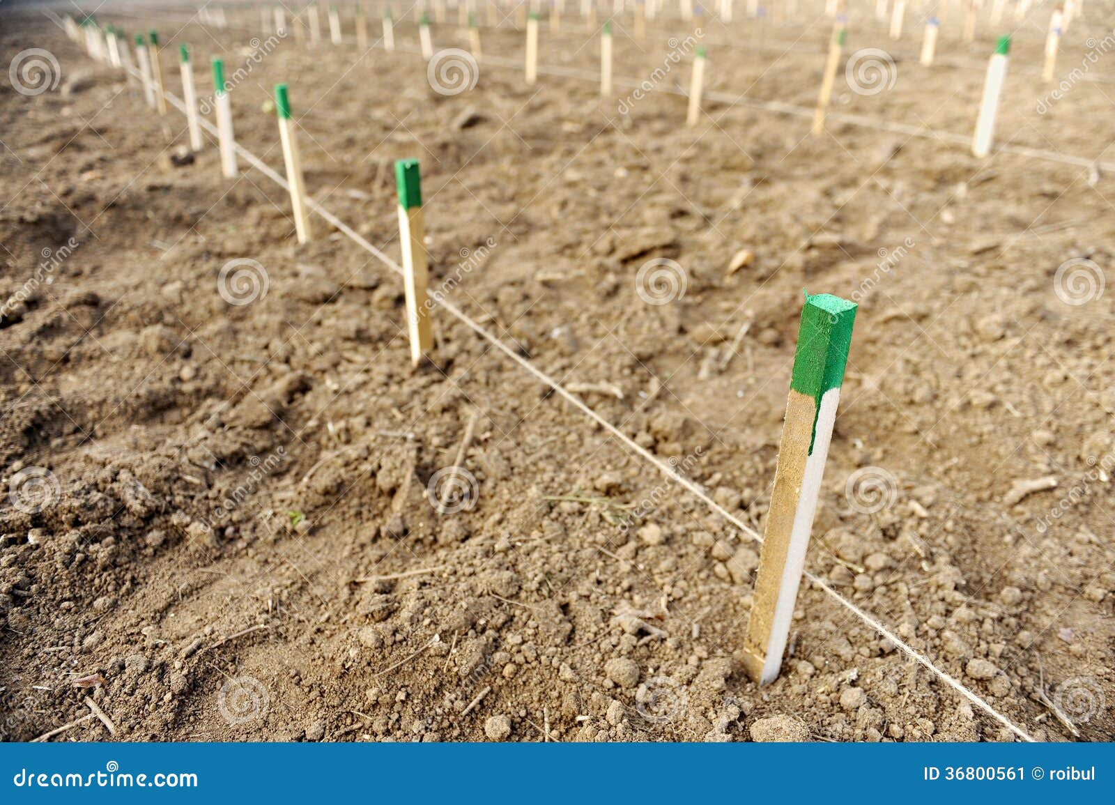 Wooden stakes stock image. Image of horticulture, stake - 36800561