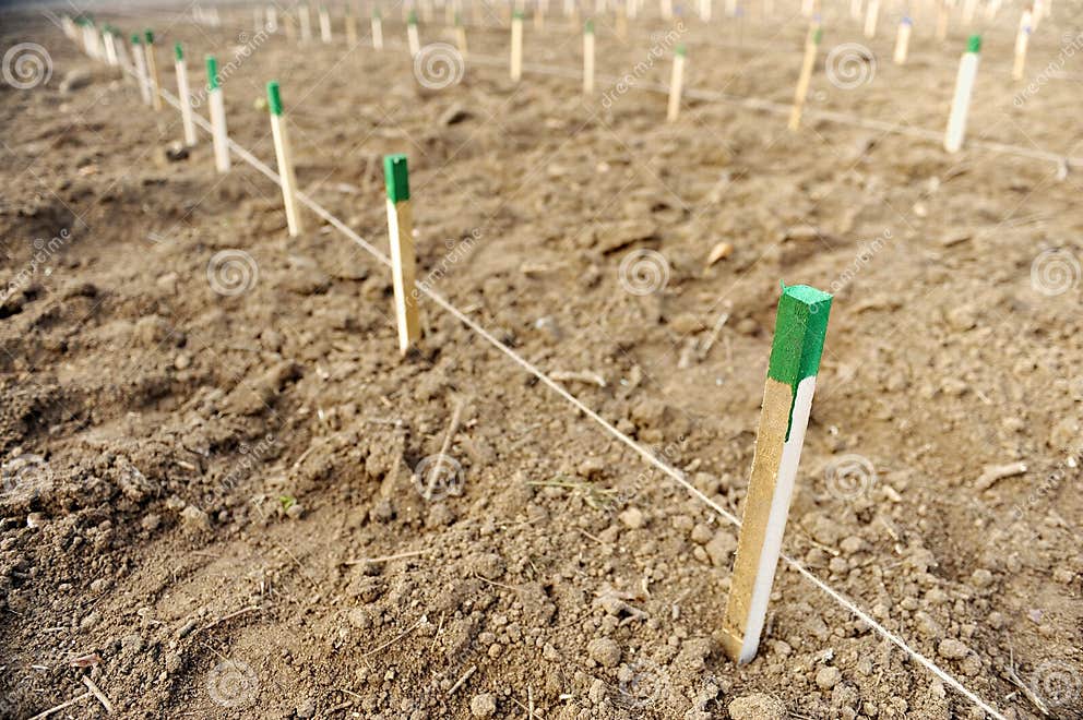 Wooden stakes stock image. Image of horticulture, stake - 36800561