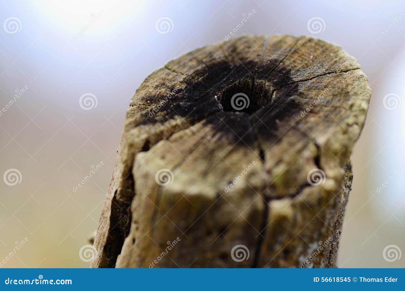 Wooden stem with a hole stock image. Image of garden - 56618545