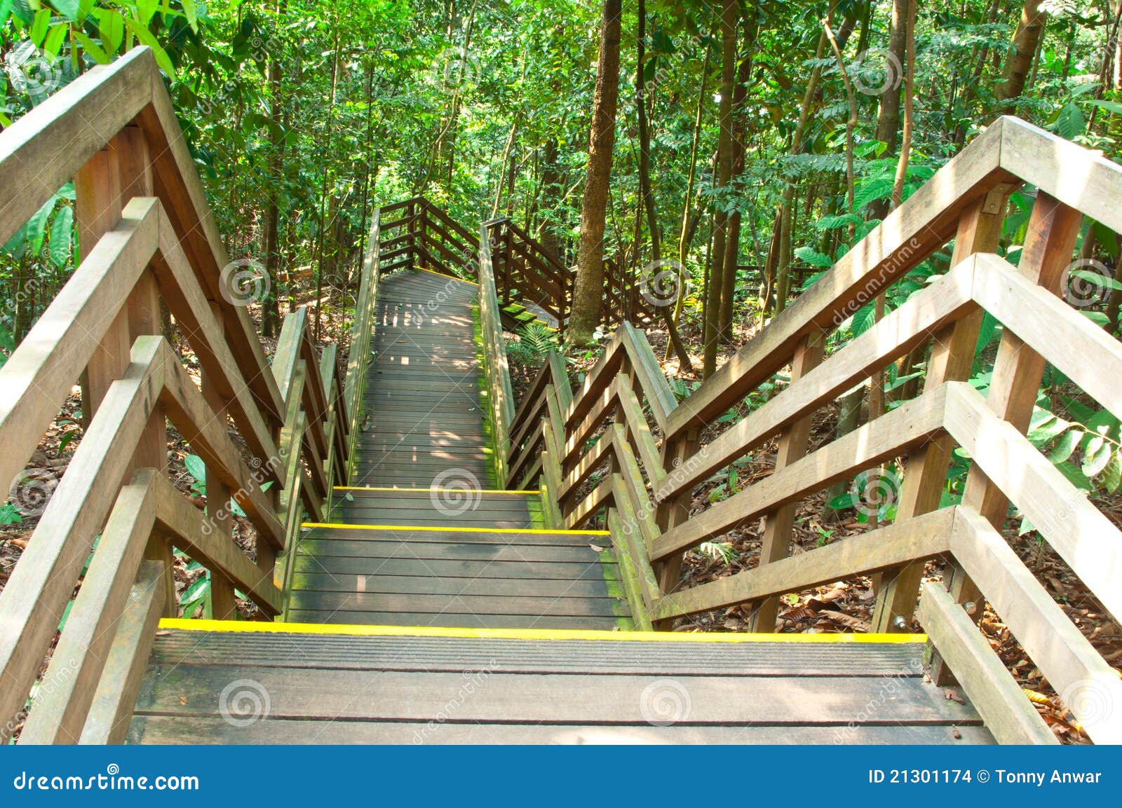 Wooden Steps stock photo. Image of step, forest, conservation - 21301174