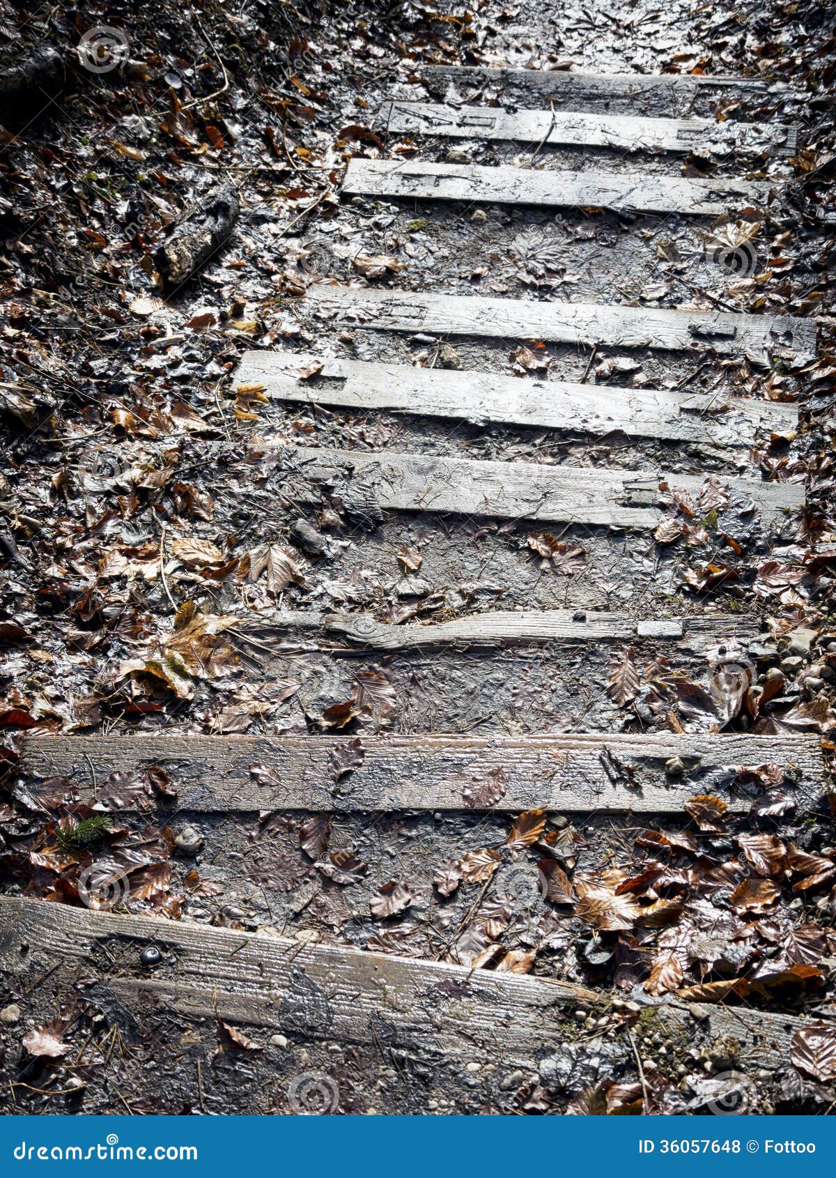 Wooden steps stock photo. Image of rough, nature, wood - 36057648