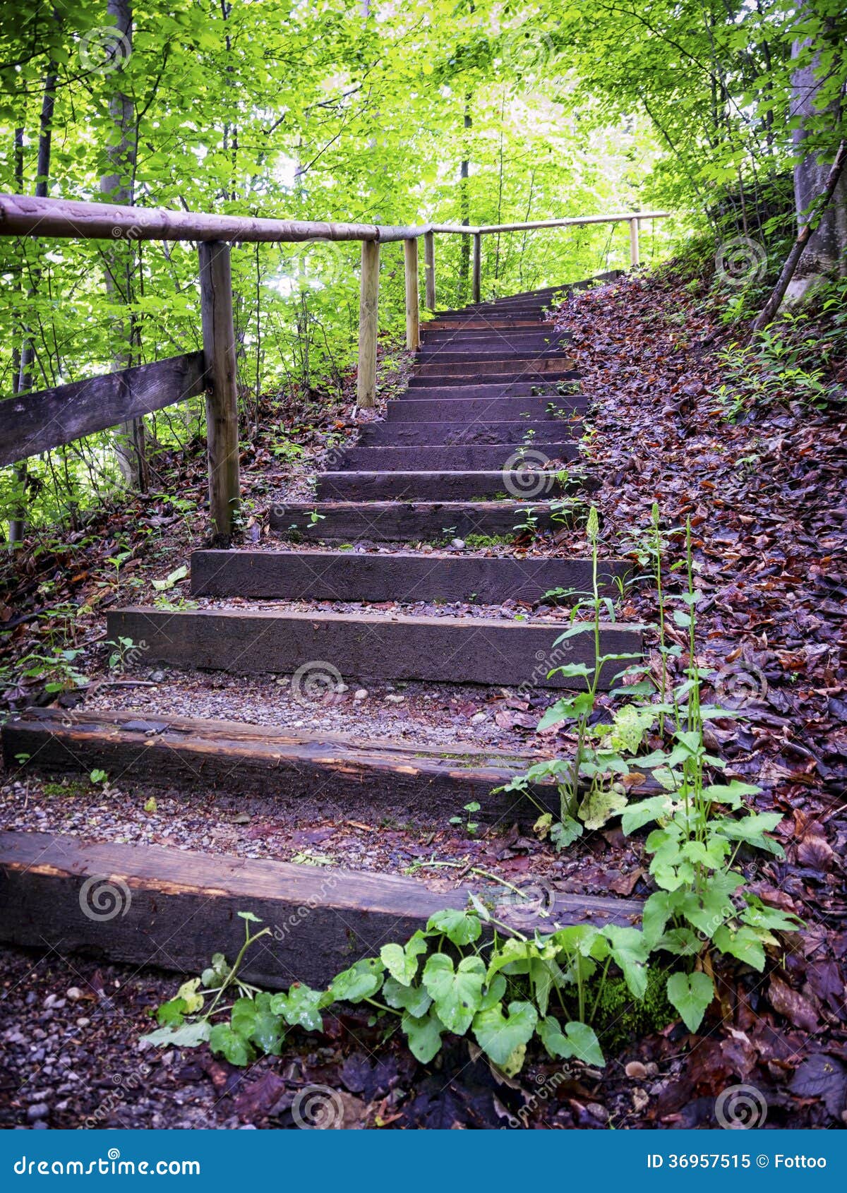 Wooden steps stock image. Image of striped, path, green - 36957515