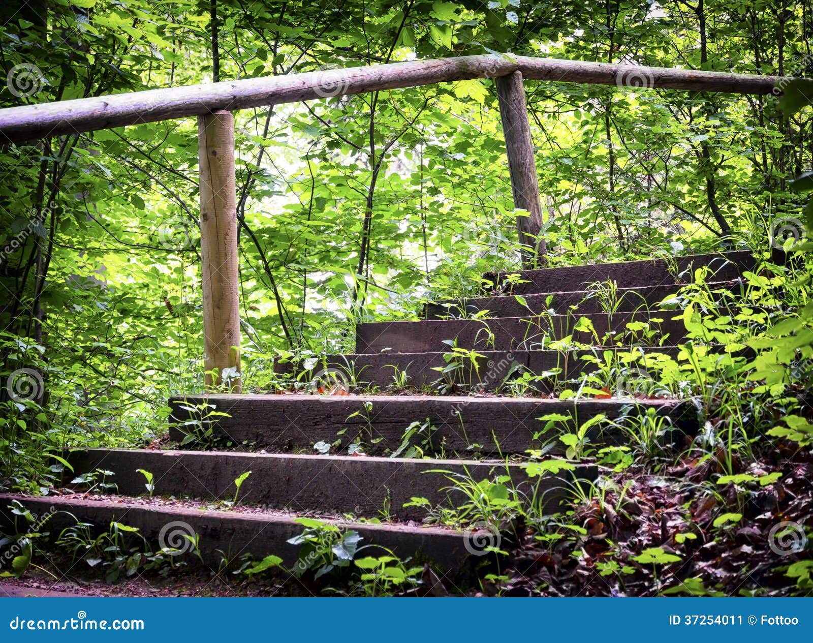 Wooden steps stock image. Image of trail, color, green - 37254011