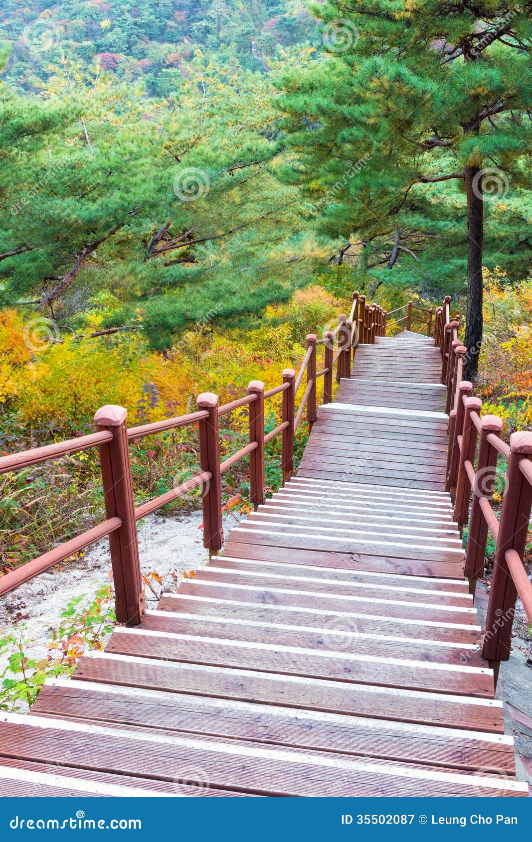 Wooden steps in forest stock image. Image of jungle, grass - 35502087