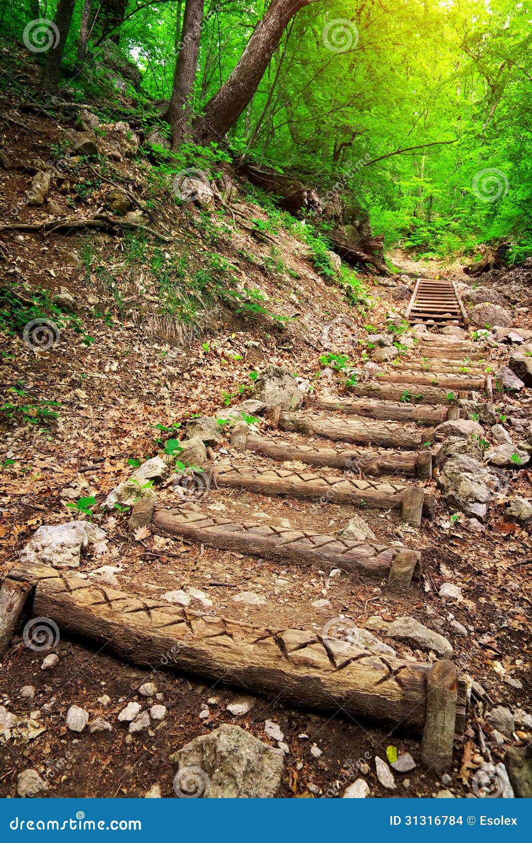Wooden steps in forest. stock photo. Image of color, green - 31316784