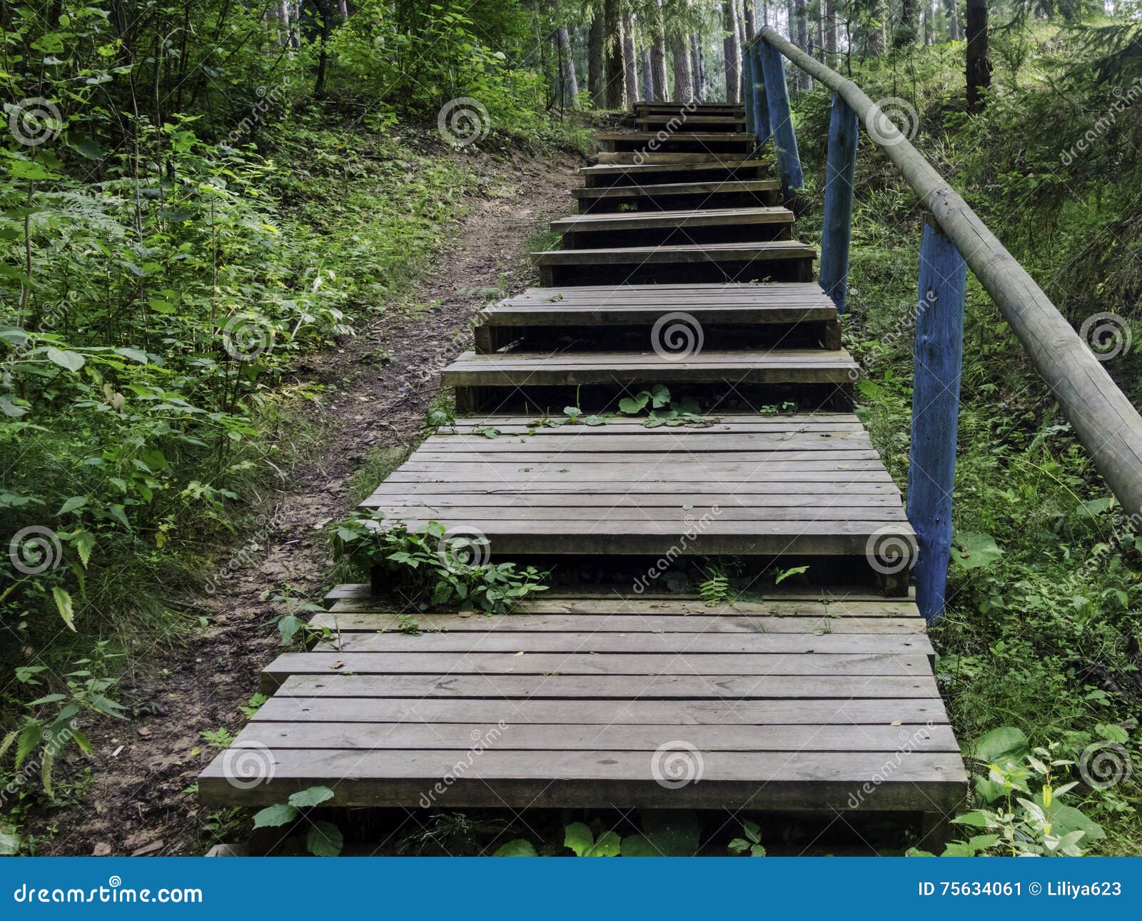 Wooden steps in the forest stock image. Image of steps - 75634061