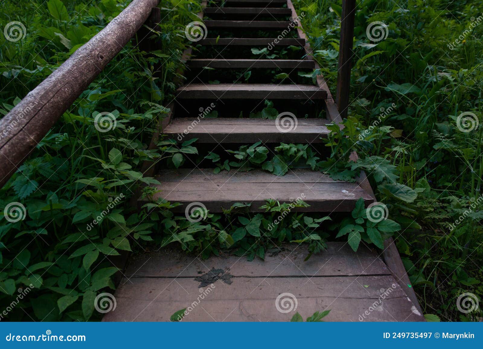 Wooden Steps Overgrown with Grass Stock Image - Image of wooden, step ...
