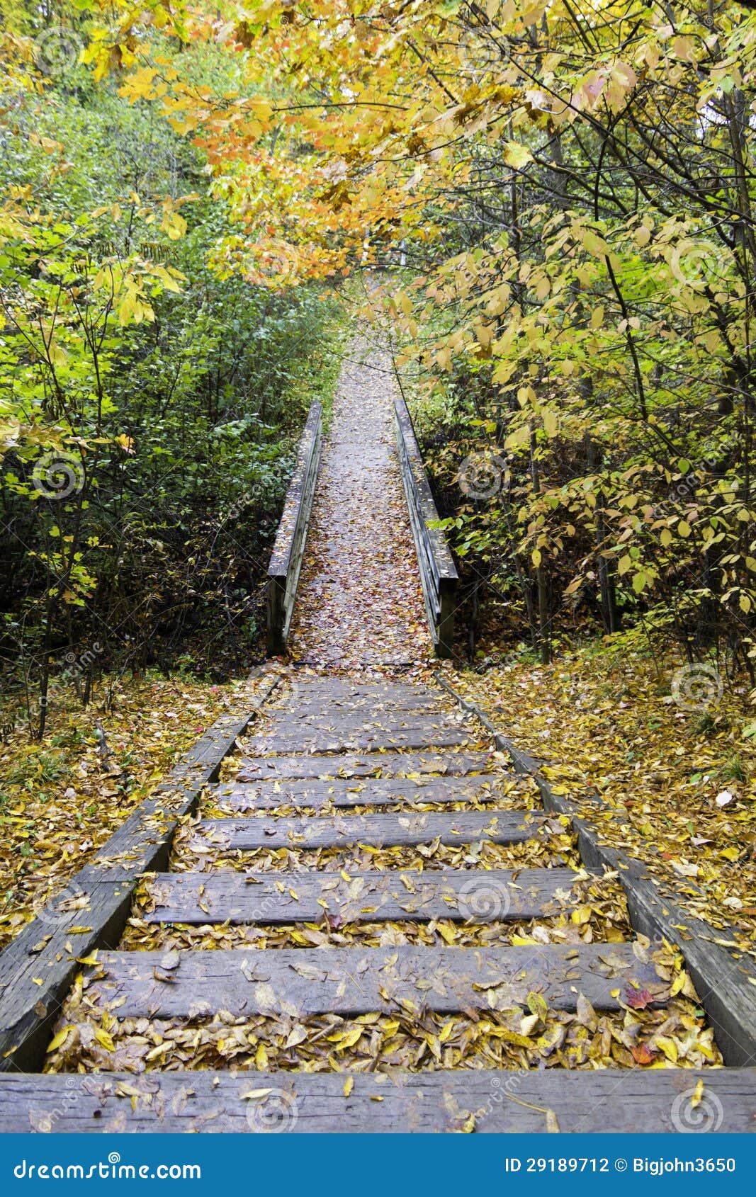 Wooden Steps Trail Forest Stock Photos - Download 949 Royalty Free Photos