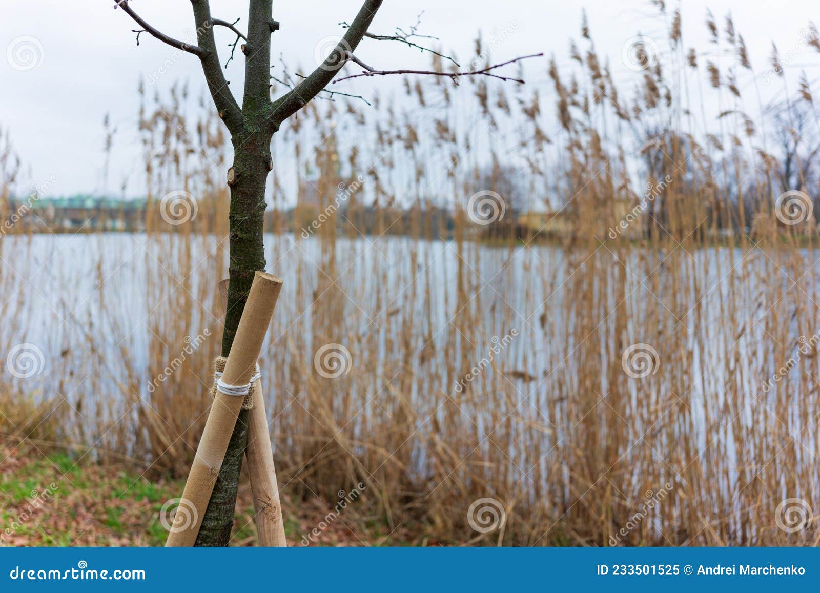 Wooden Sticks Support the Young Tree so that it Grows Up Stock Image ...