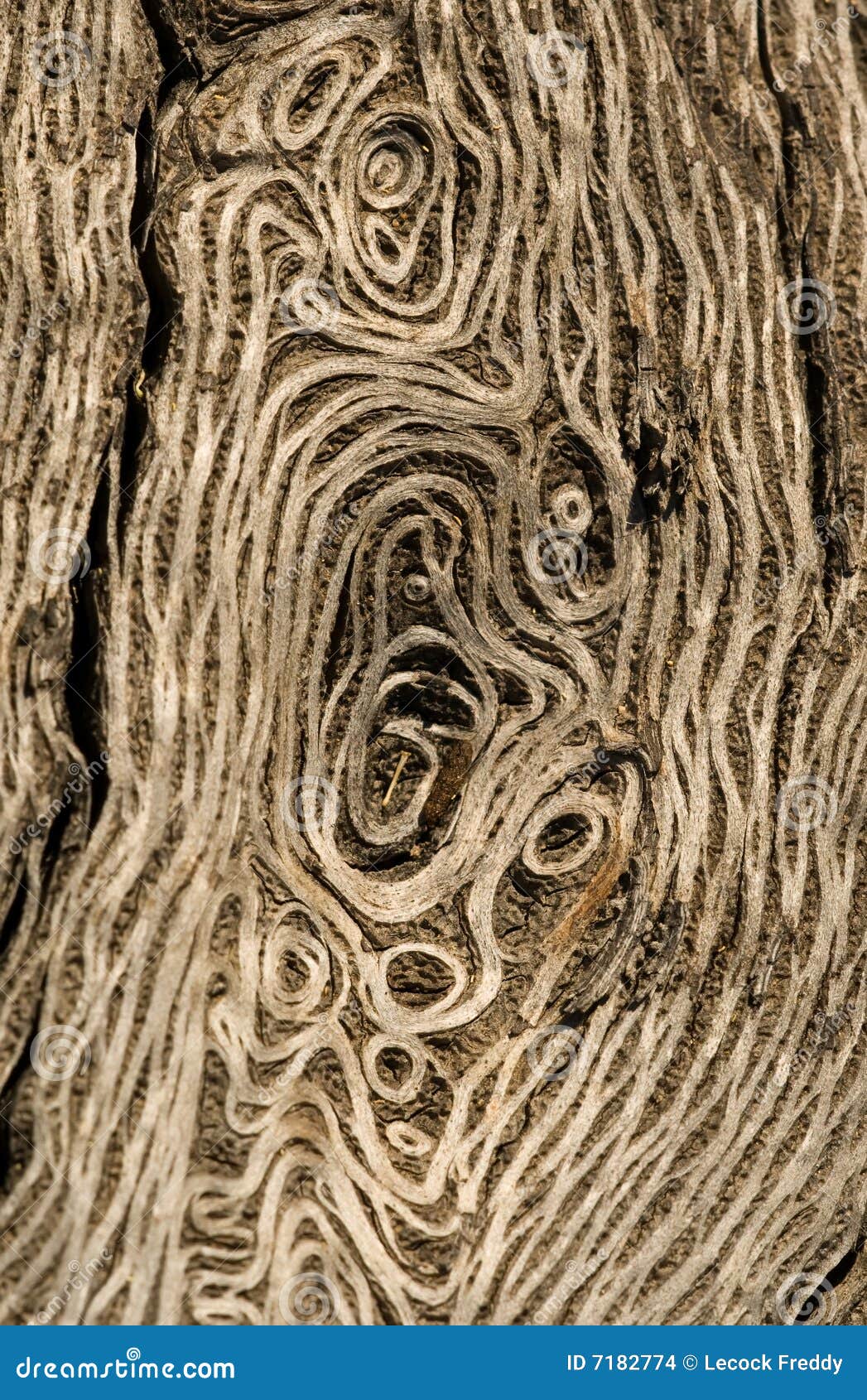 Wooden structure stock photo. Image of brown, annual, concentric - 7182774