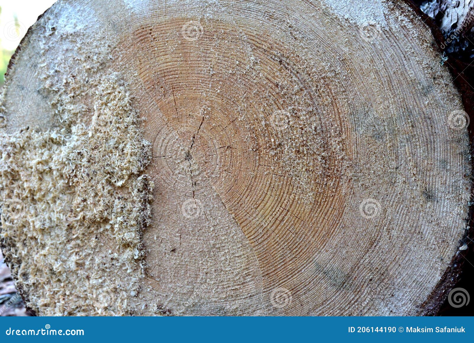 Wooden Structure. Cross Sectional Cut End of Log Showing the Pattern ...