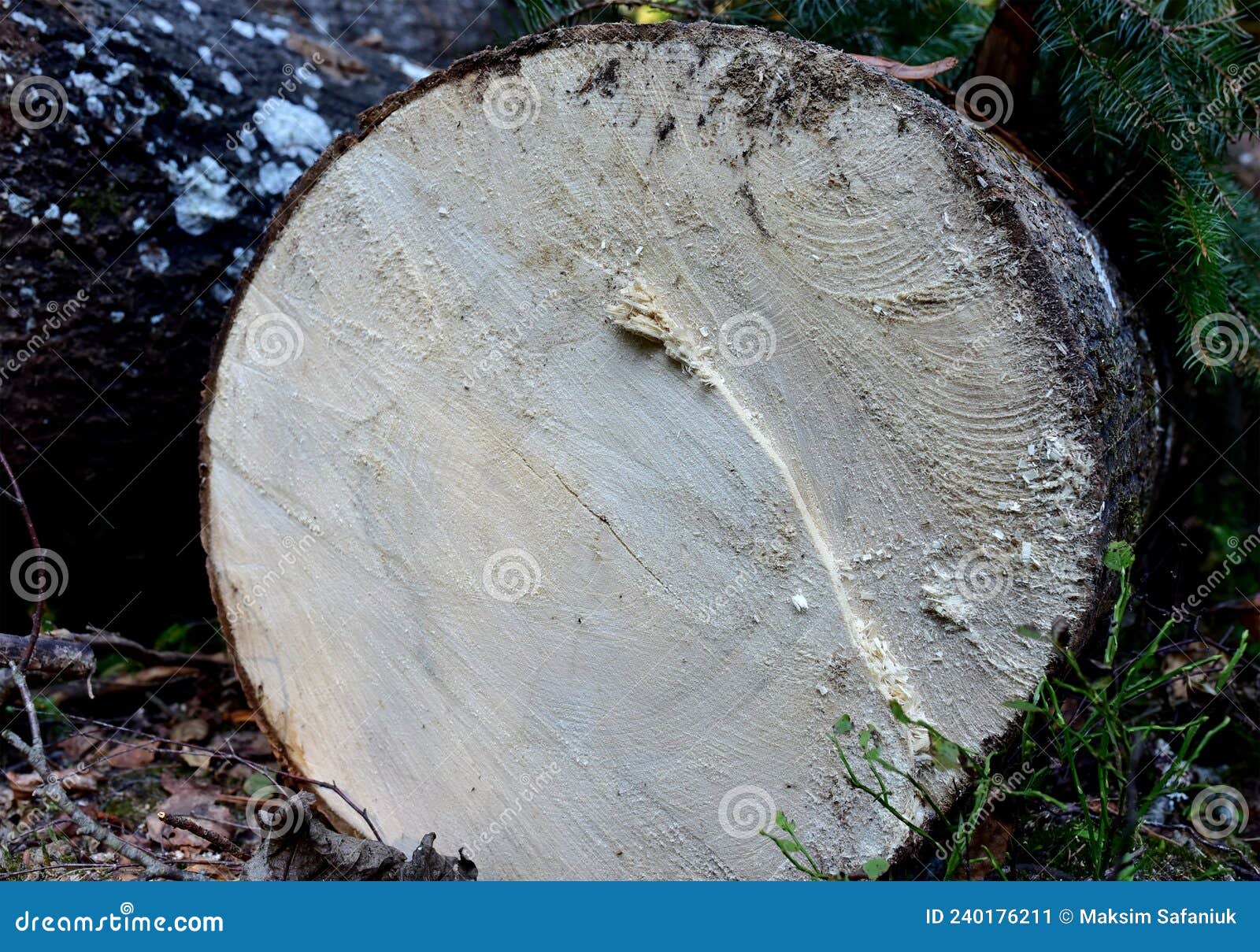 Wooden Structure. Cross Sectional Cut End of Log Showing the Pattern ...
