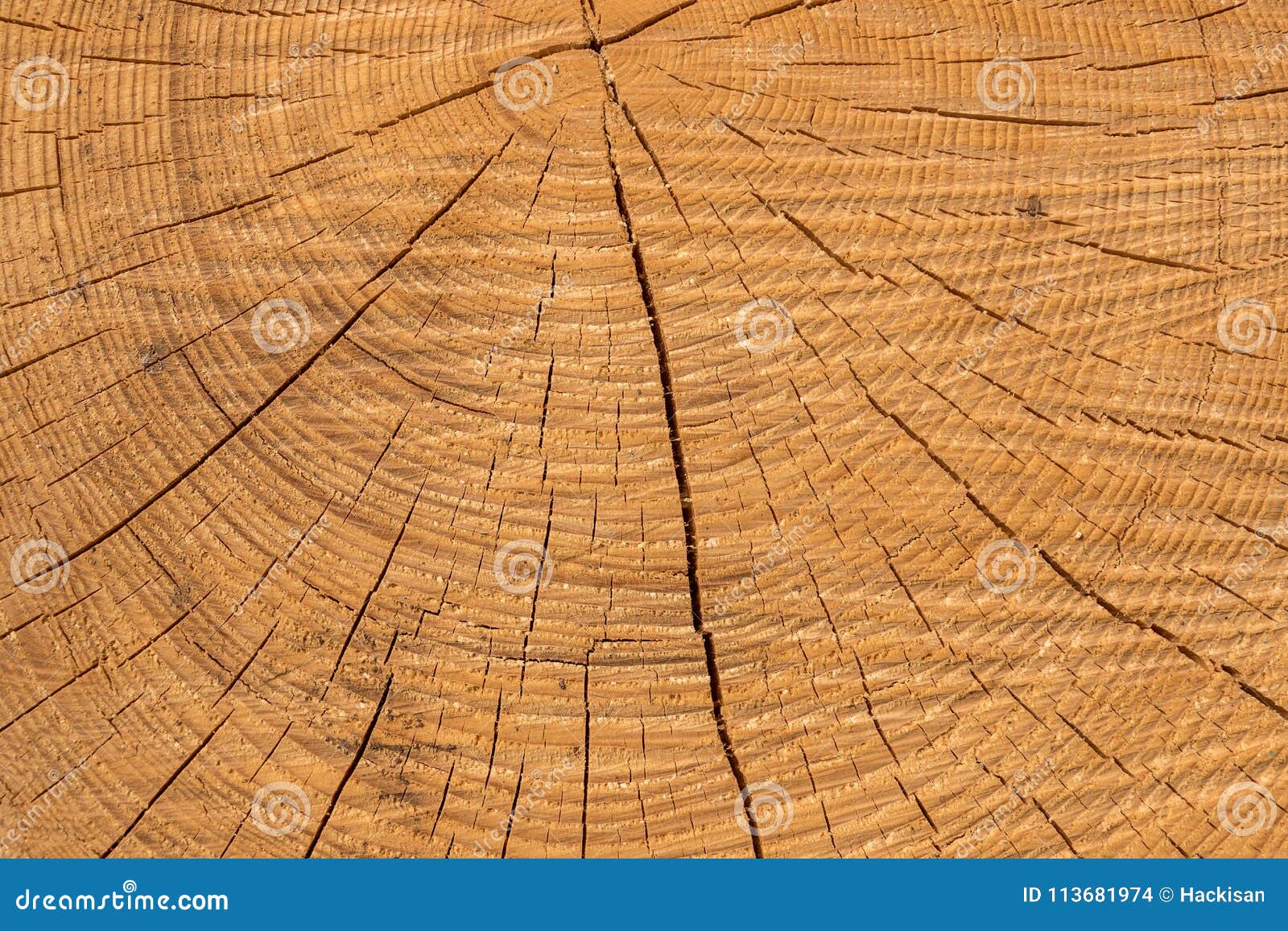 Wooden Structure of a Tree Trunk in the Middle of the Forest Stock ...