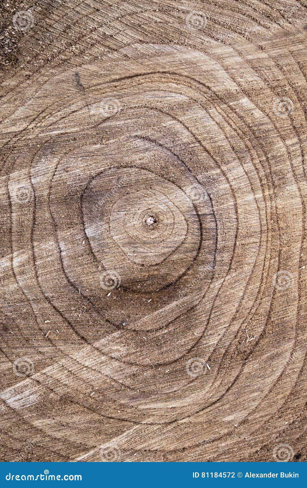 Wooden Stump Circles Texture Tree Stock Photo - Image of wooden, wood ...