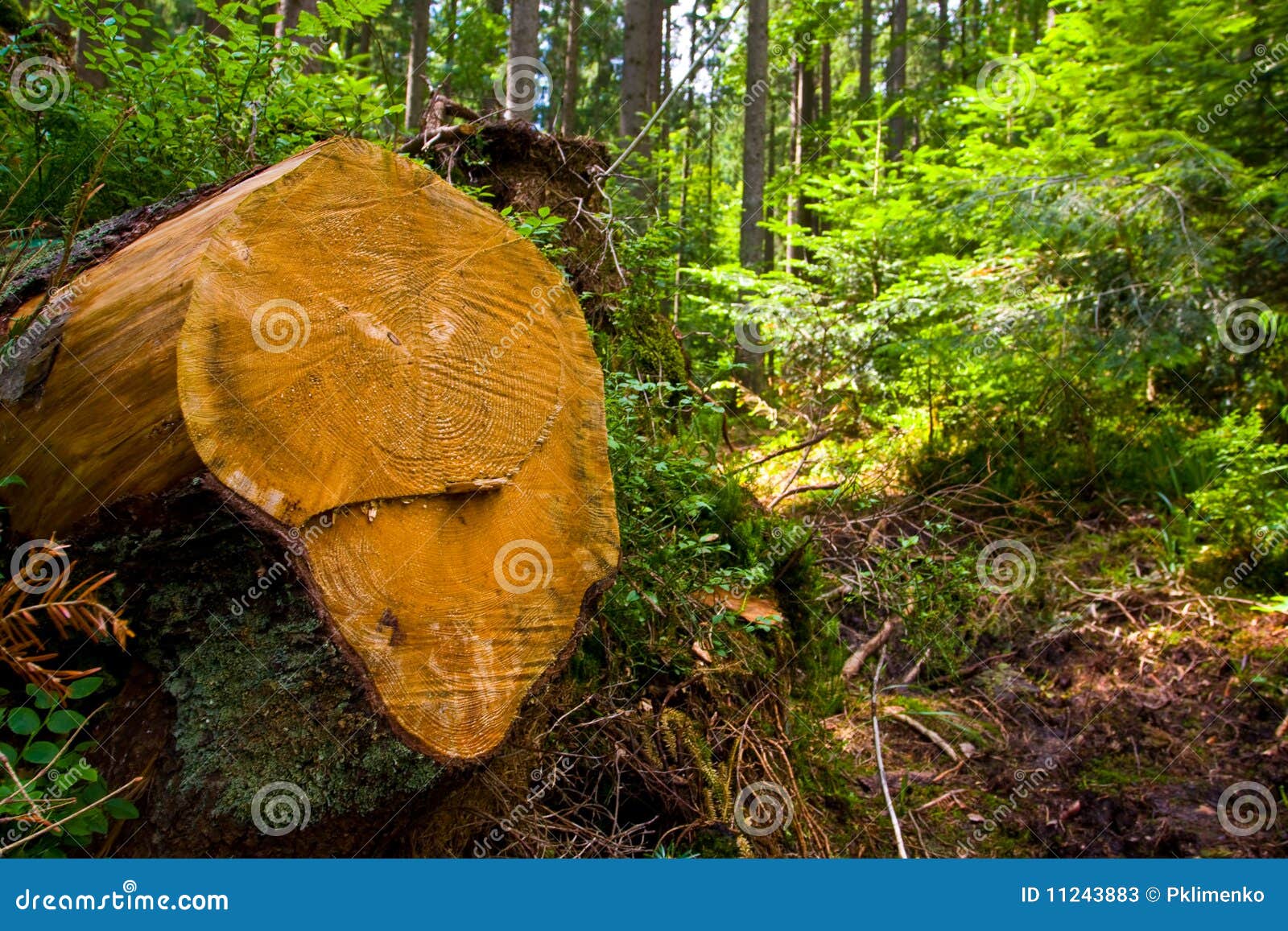 Wooden stump in forest stock image. Image of moss, color - 11243883