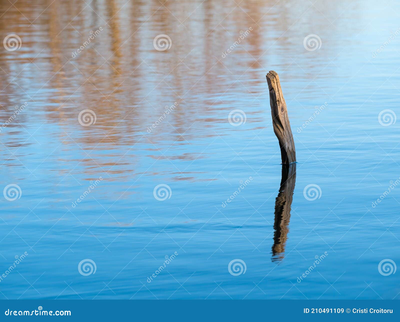 Wooden Stump or Pole from a Tree in the Water. Mirror Reflection in the ...