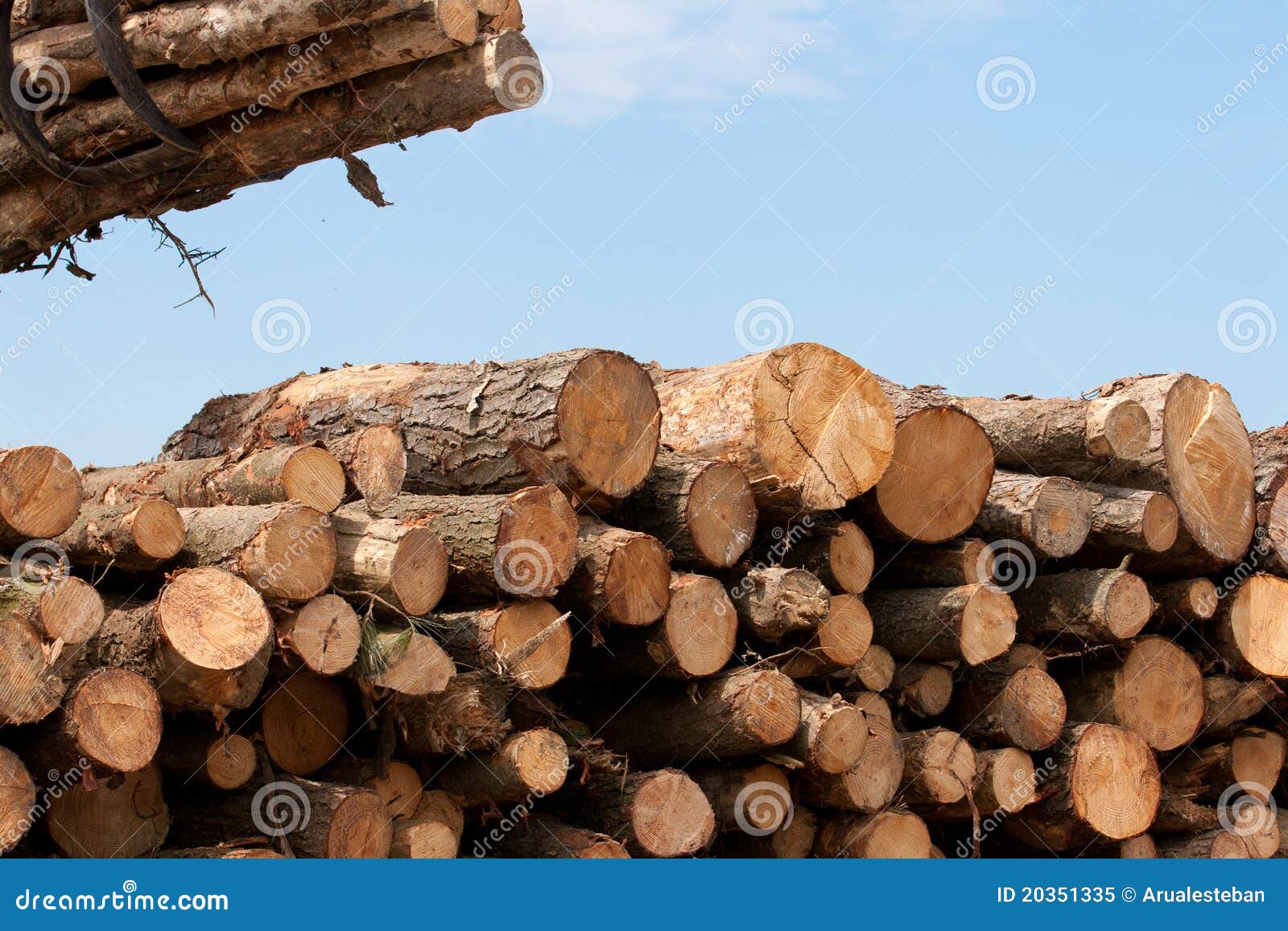 Wooden stumps stock image. Image of round, tree, stumps - 20351335