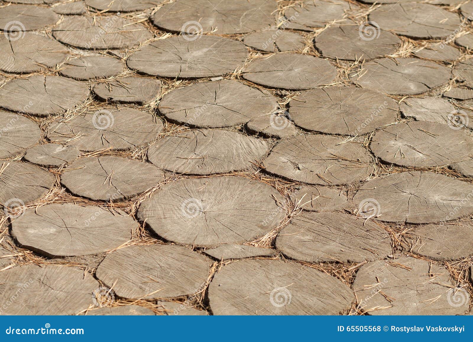 Wooden stumps stock photo. Image of industry, environment - 65505568