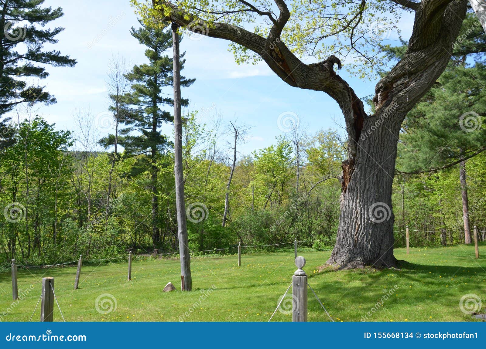 Wooden Supports or Poles on Old Tree Stock Photo - Image of nature ...