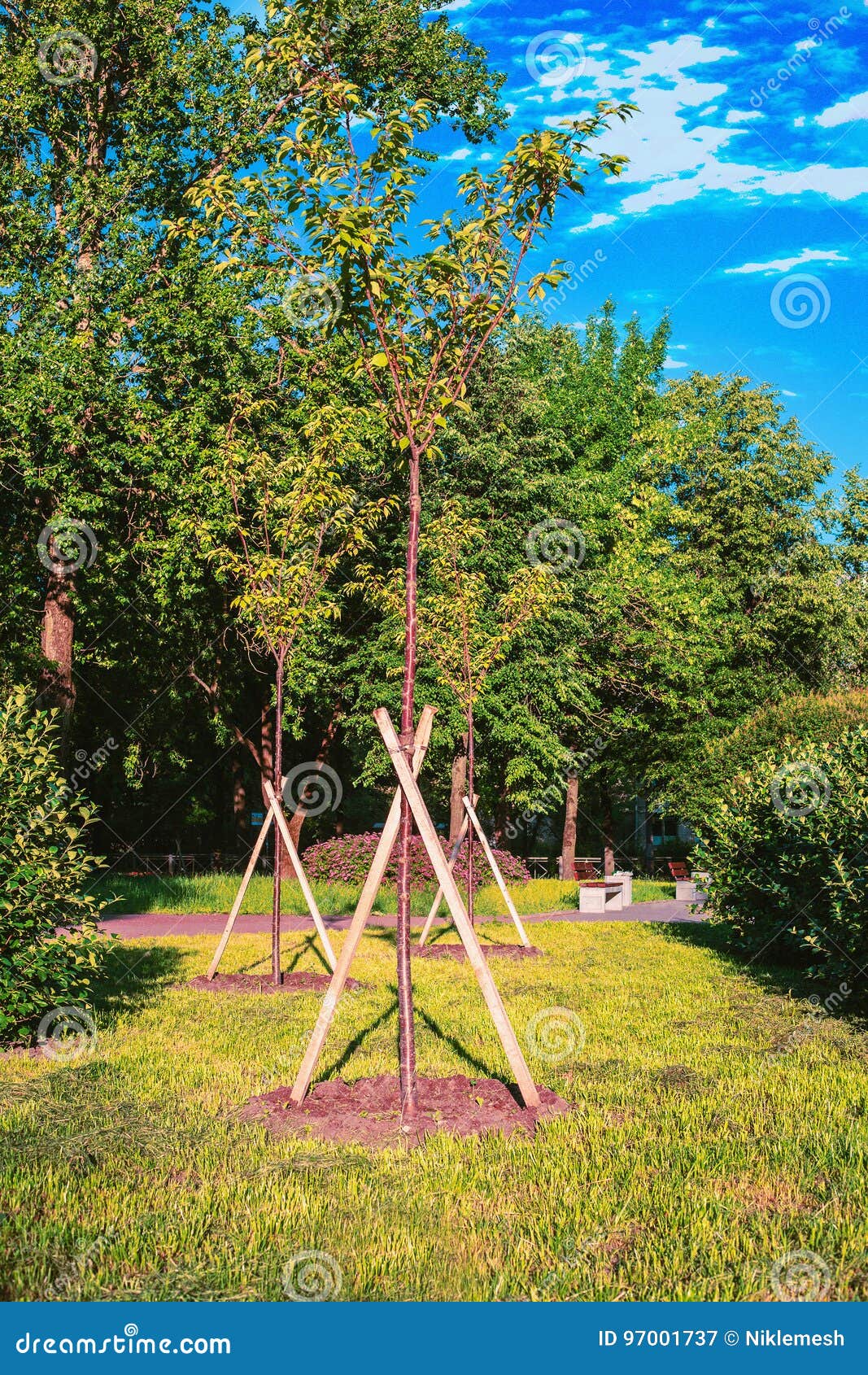 Wooden Supports Young Trees Stock Photos - Free & Royalty-Free Stock ...
