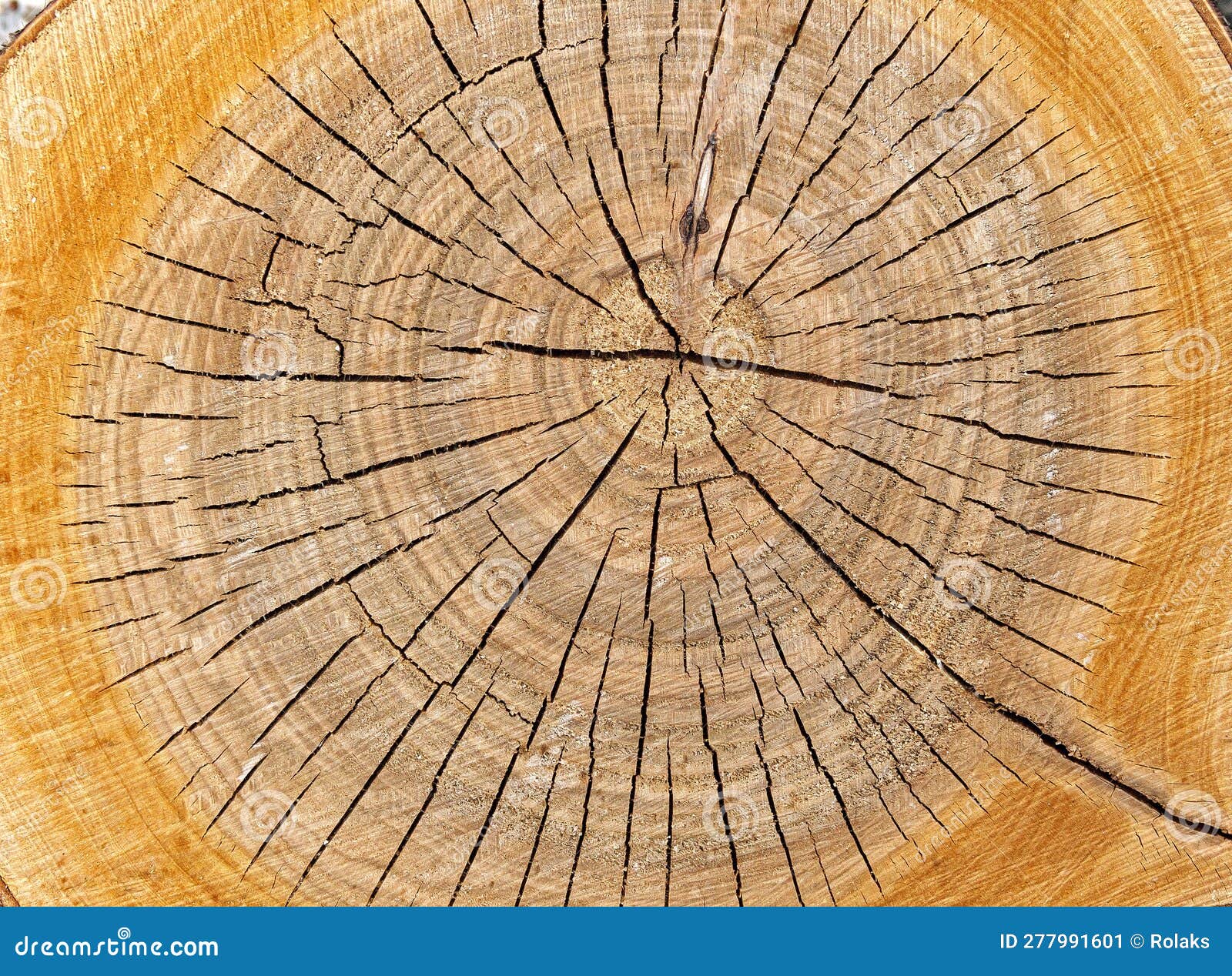 Wooden surface stock image. Image of wooden, plant, organic - 277991601