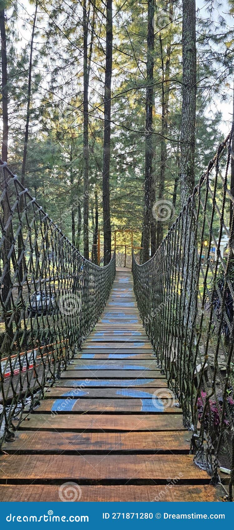 Wooden Suspension Bridge in the Pines Forrest Stock Photo - Image of ...