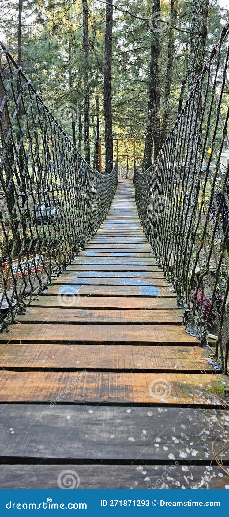 Wooden Suspension Bridge in the Pines Forrest Stock Image - Image of ...