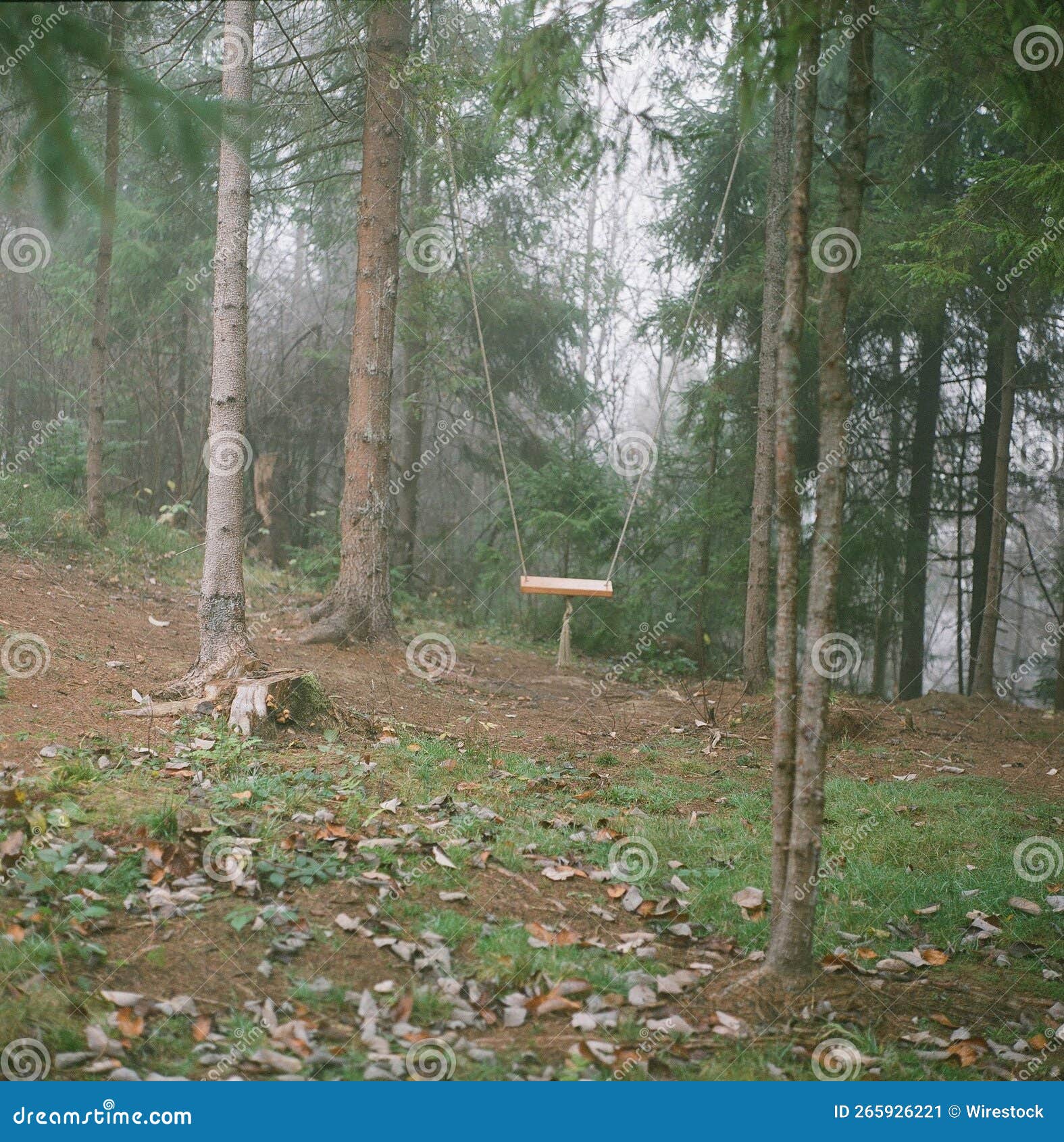 Wooden Swing in the Middle of the Forest Stock Image - Image of nature ...