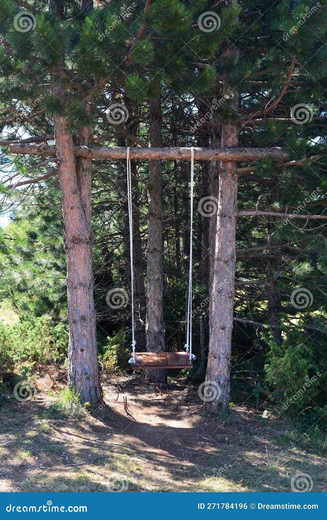 Wooden Swing on a Pine Tree Stock Photo - Image of grove, trunk: 271784196